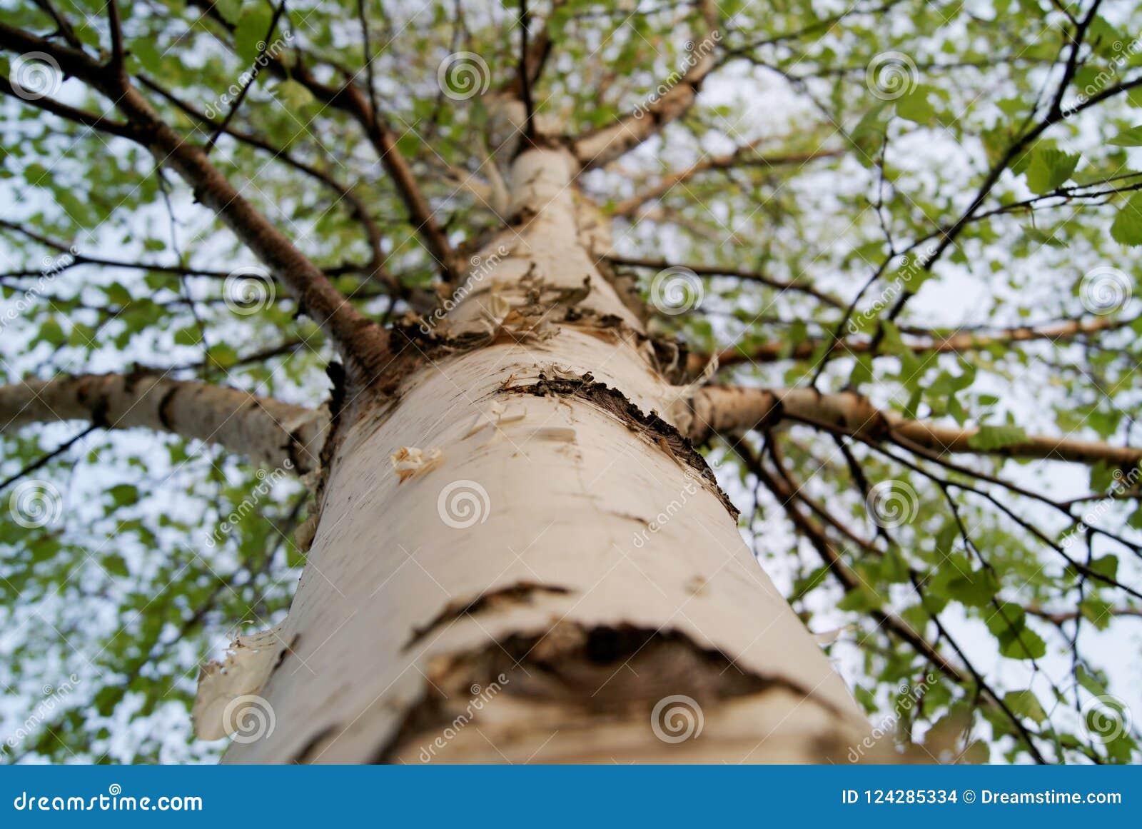 The Trunk of a Young Birch Tree in the Spring Stock Photo - Image of ...
