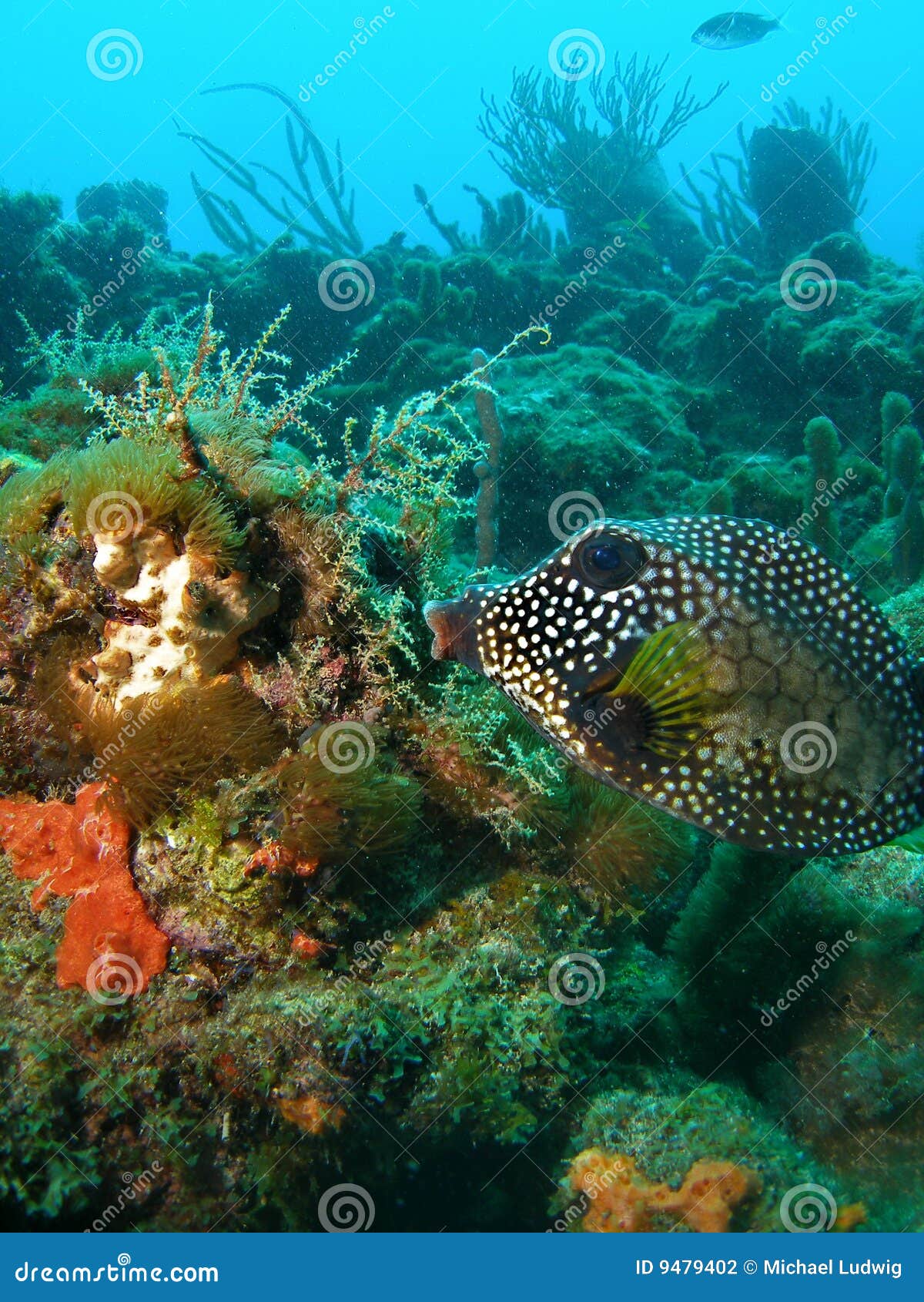 Trunkfish stock photo. Image of marine, wateradventure - 9479402