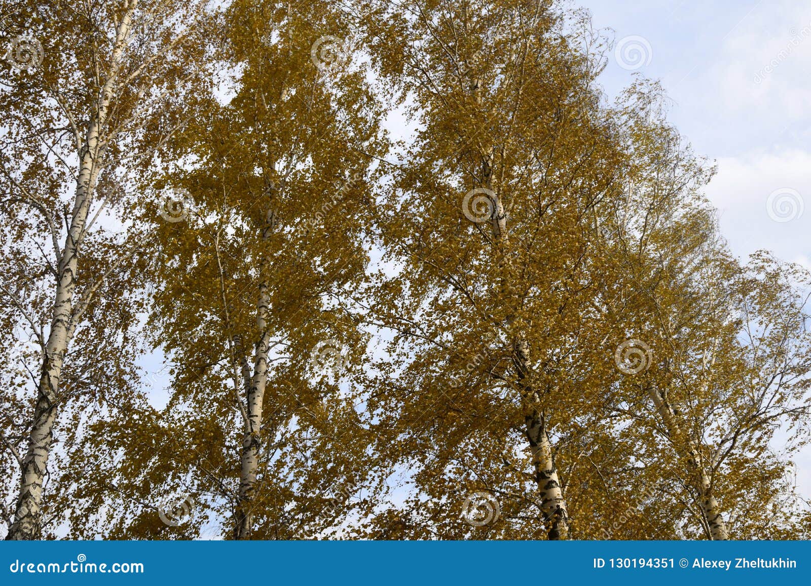 Trees With No Branches Stock Photography | CartoonDealer.com #139040780