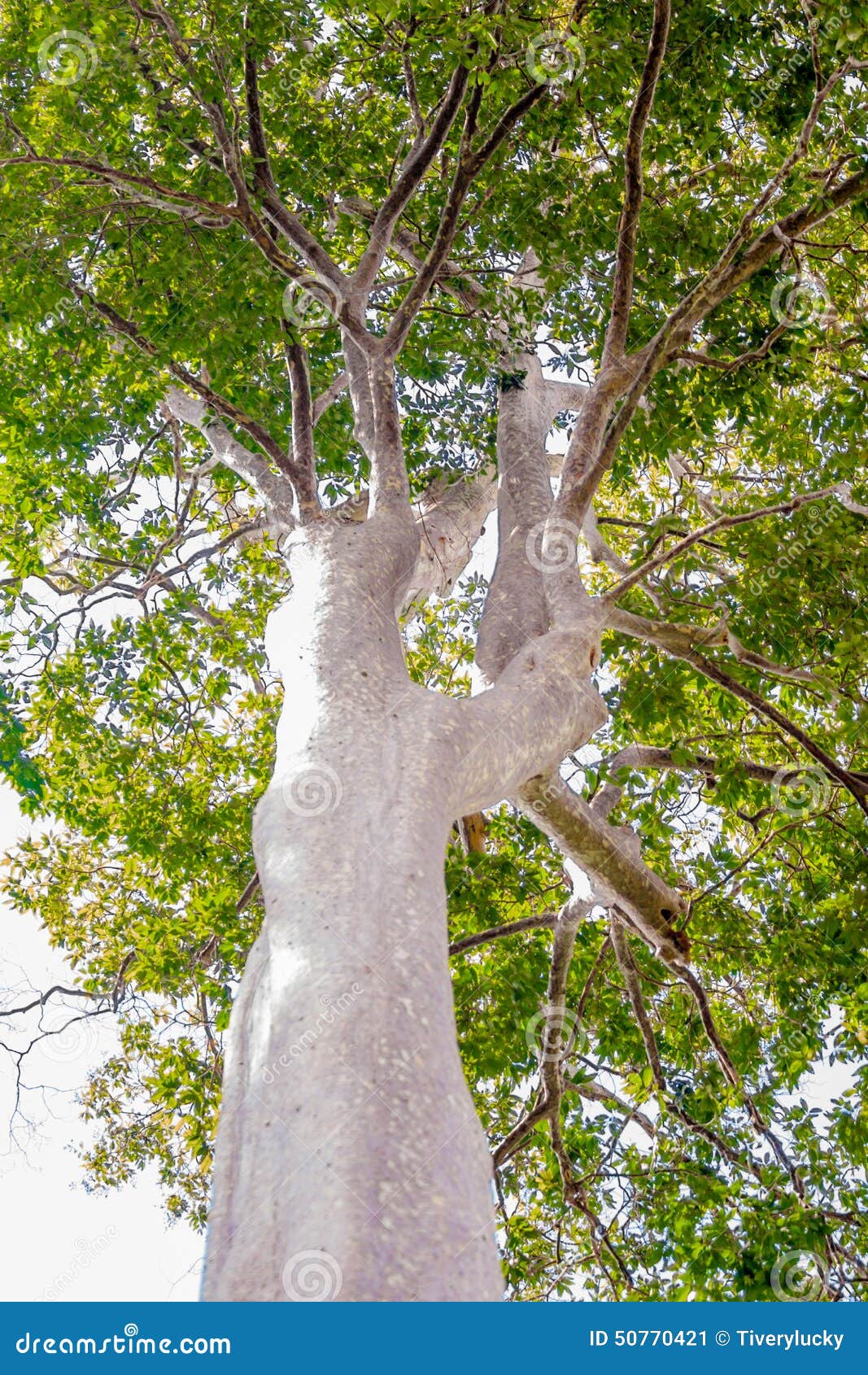 Trunks of big trees stock image. Image of plant, bark - 50770421