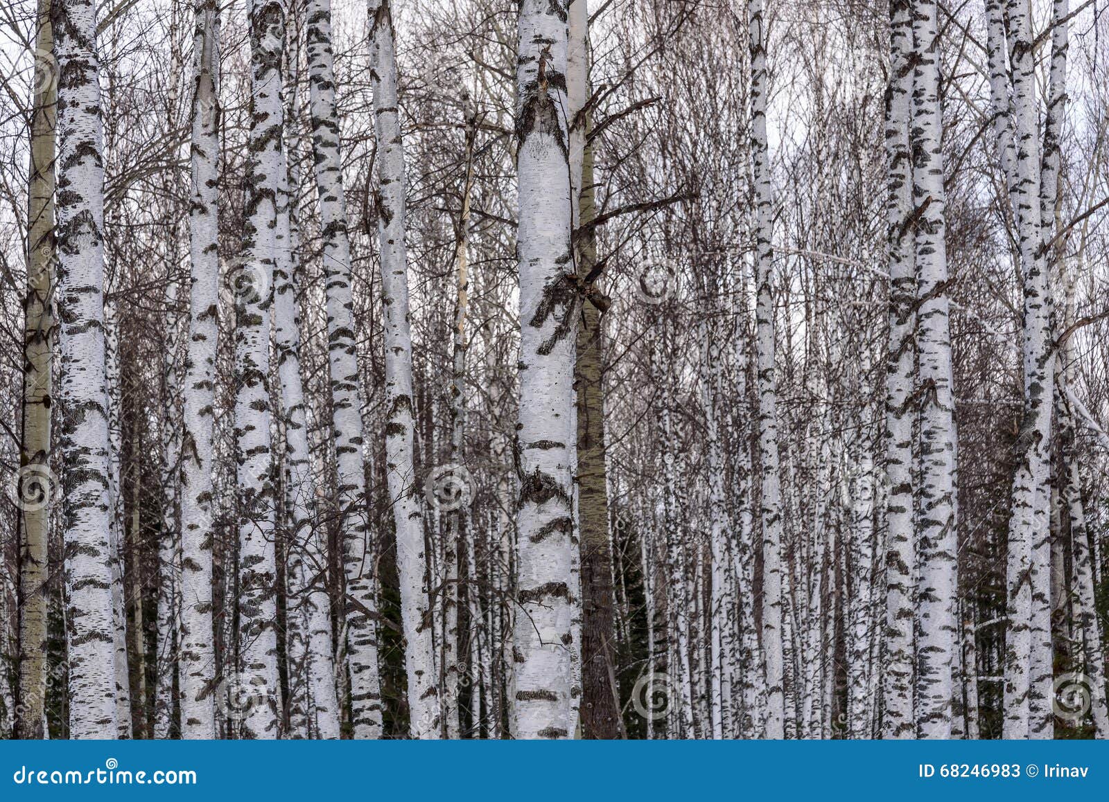 Trunks Birch Forest Snow Trees Stock Image - Image of birch, nature ...