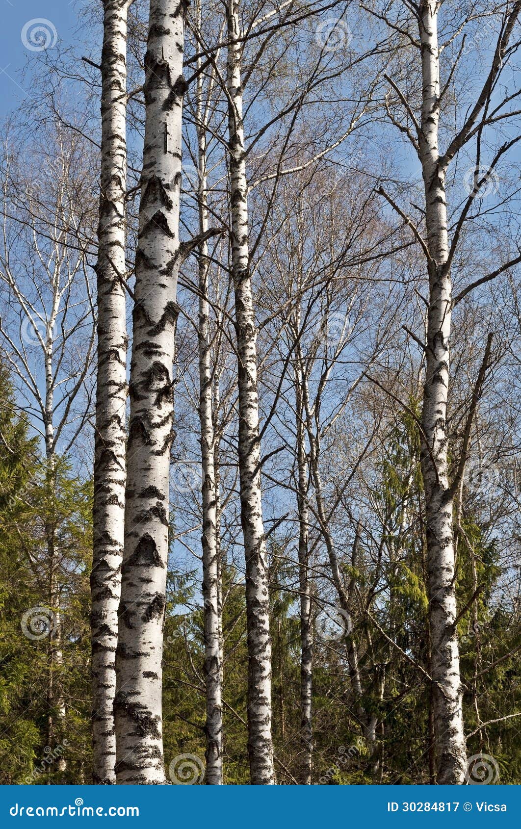 Trunks of Birch Trees in Spring Time Stock Image - Image of colour ...