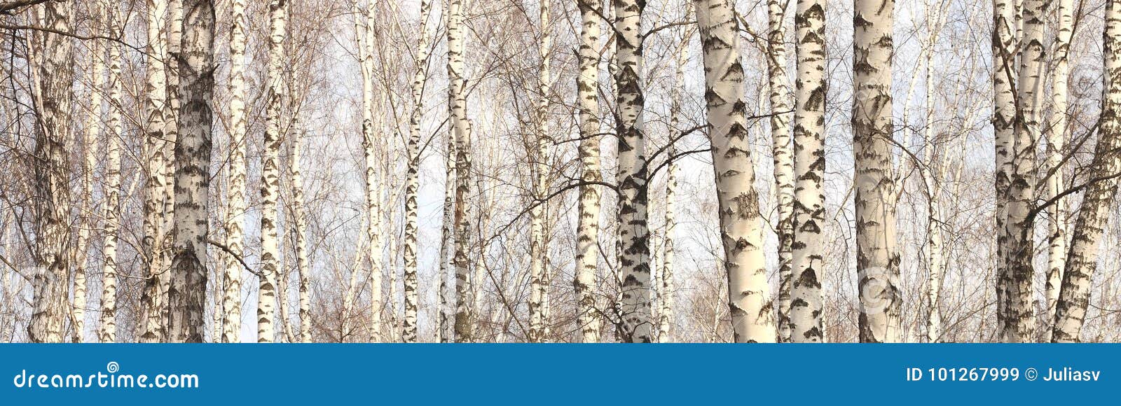 Trunks of Birch Trees, Panorama with Birches Stock Image - Image of ...