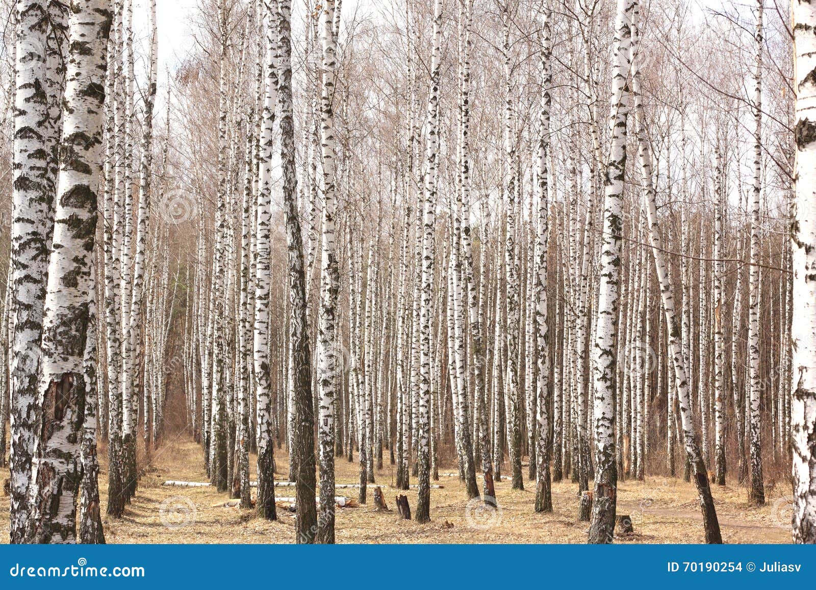 Trunks of Birch Trees. Birch Grove in Early Spring Stock Photo - Image ...