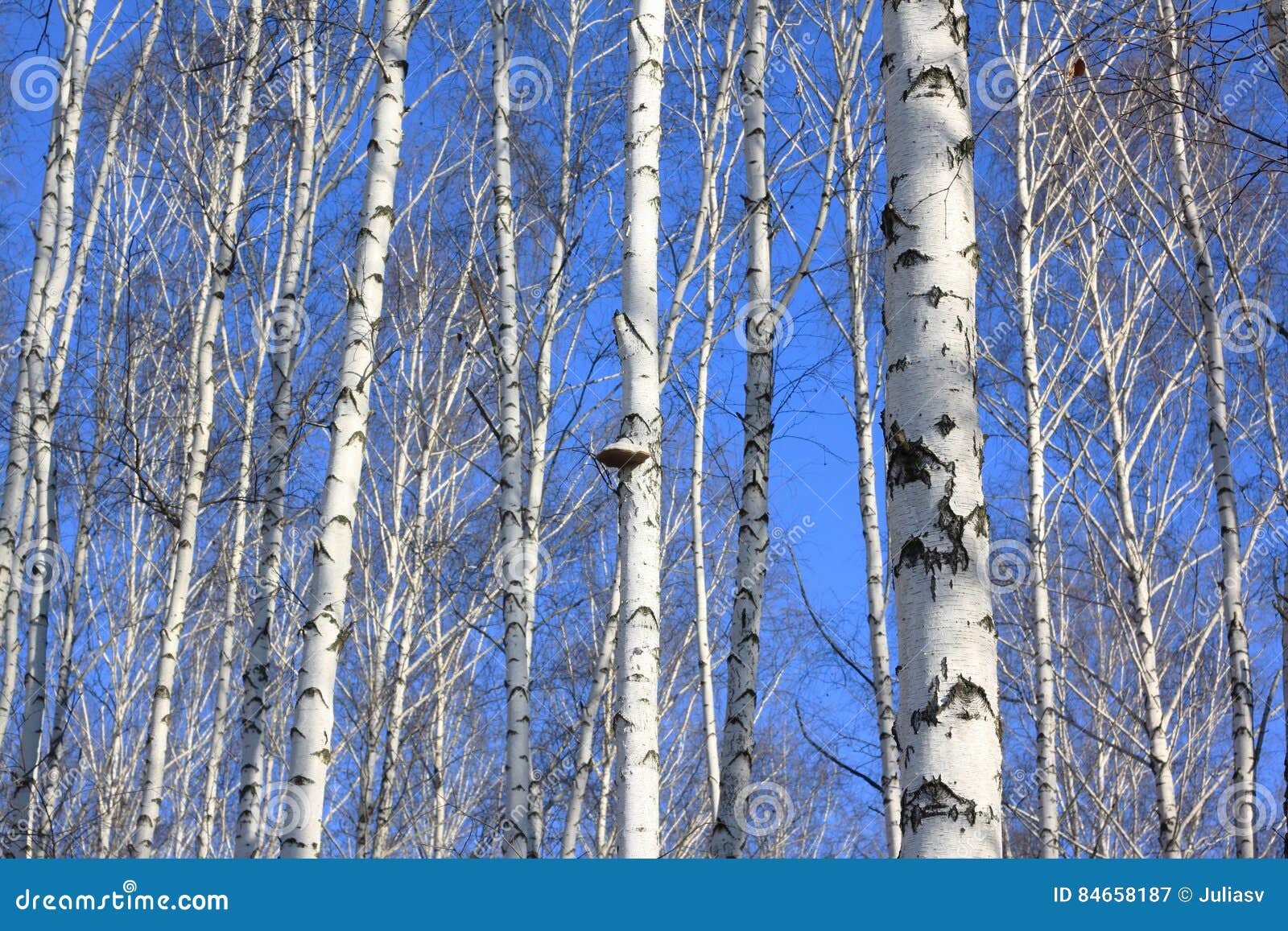 Trunks of Birch Trees in Birchwood Stock Image - Image of outdoor ...