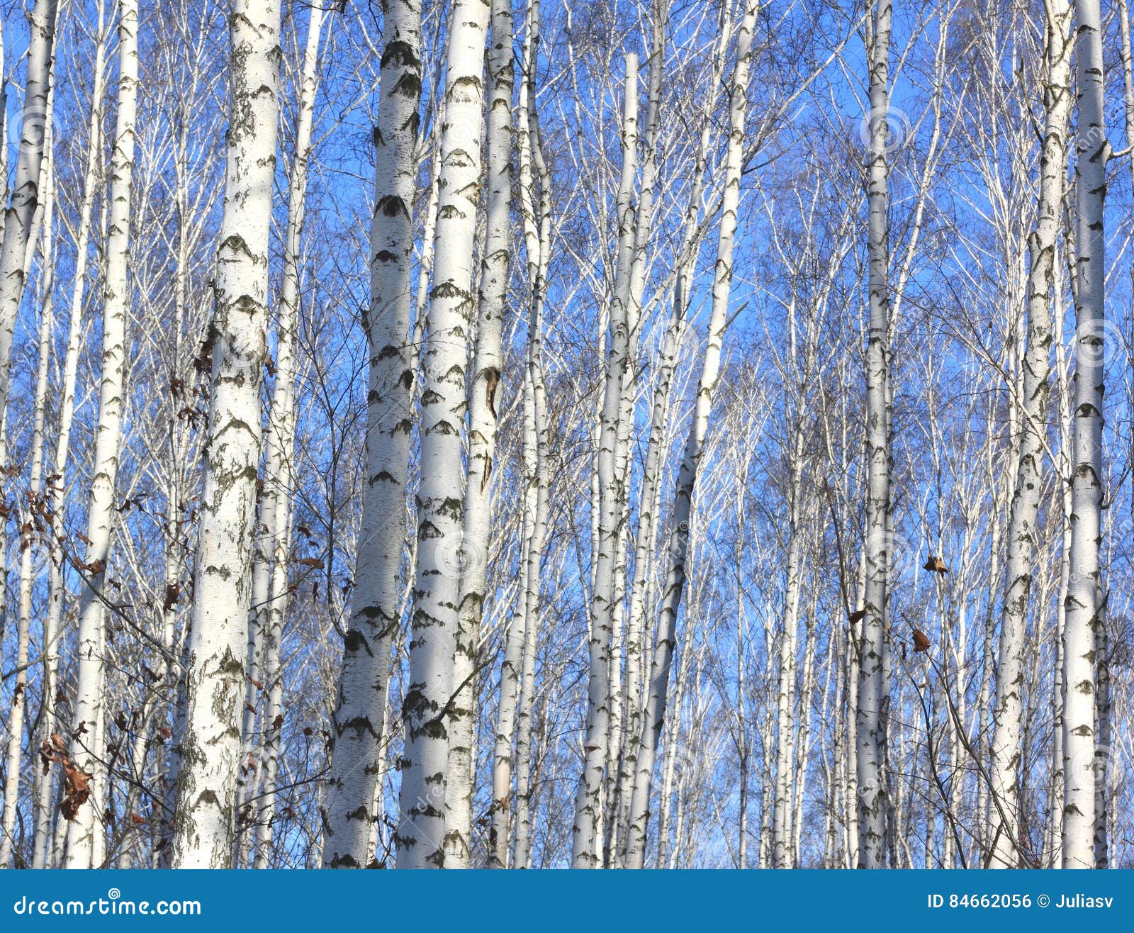 Trunks of Birch Trees in Birchwood Stock Photo - Image of fall ...