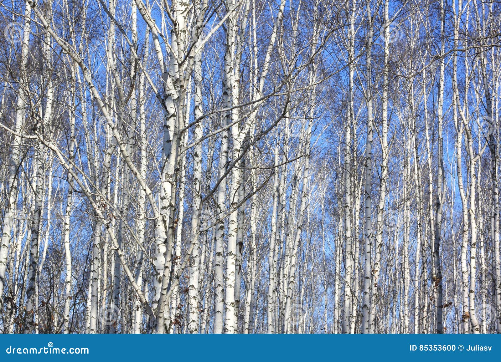 Trunks of Birch Trees in Birchwood Stock Photo - Image of branch ...