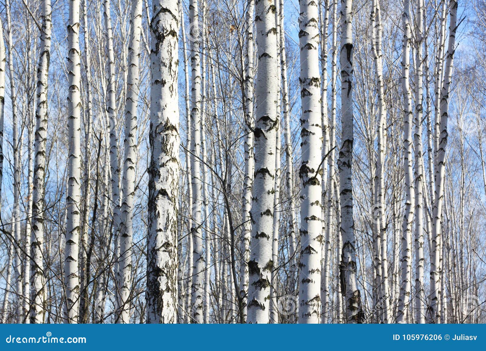 Trunks of birch trees stock photo. Image of herb, natural - 105976206