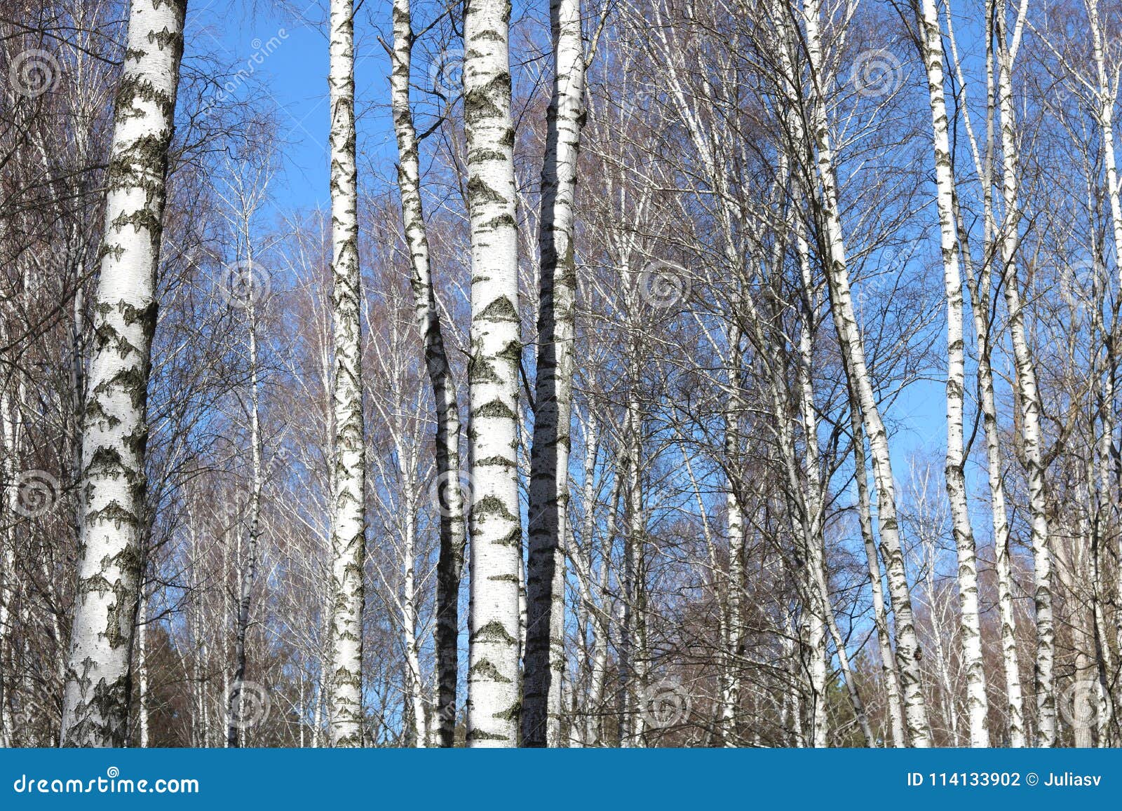 Birch trees in forest stock photo. Image of leaves, abstract - 114133902