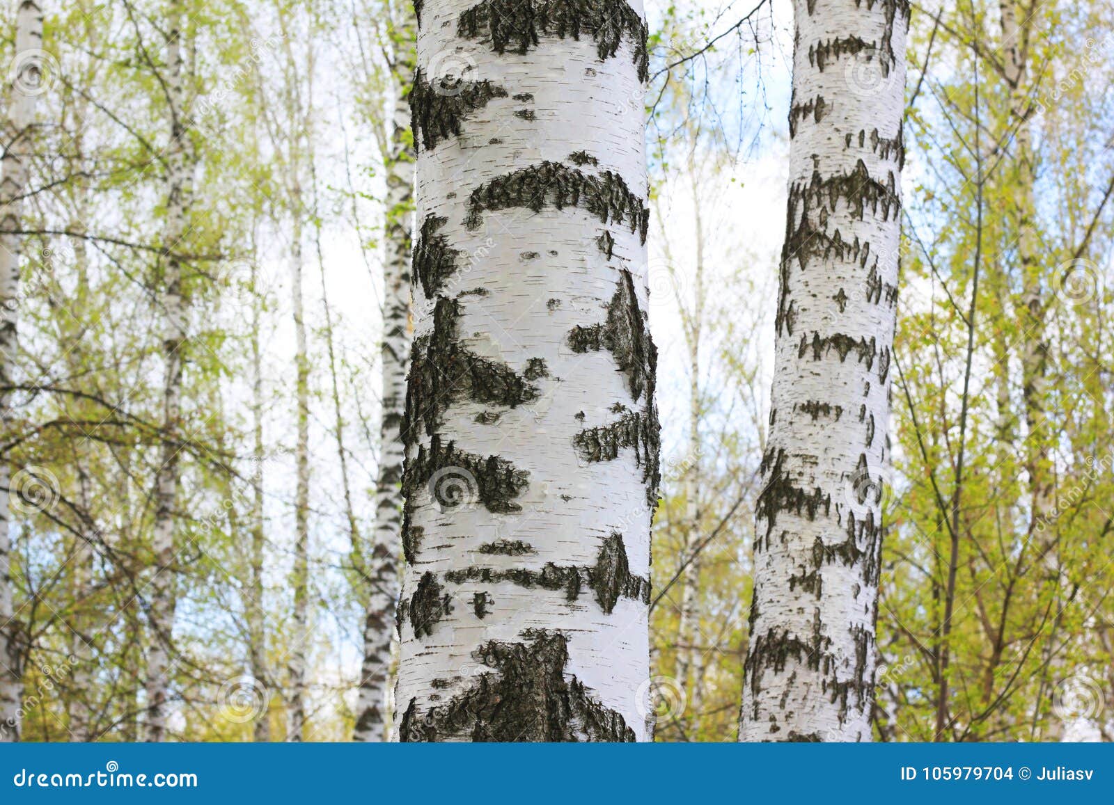 Trunk of birch trees stock photo. Image of bright, ornamental - 105979704
