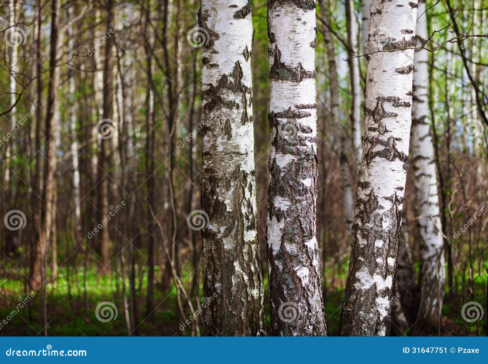 Trunks of Birch Trees in the Northern Forest Stock Image - Image of ...