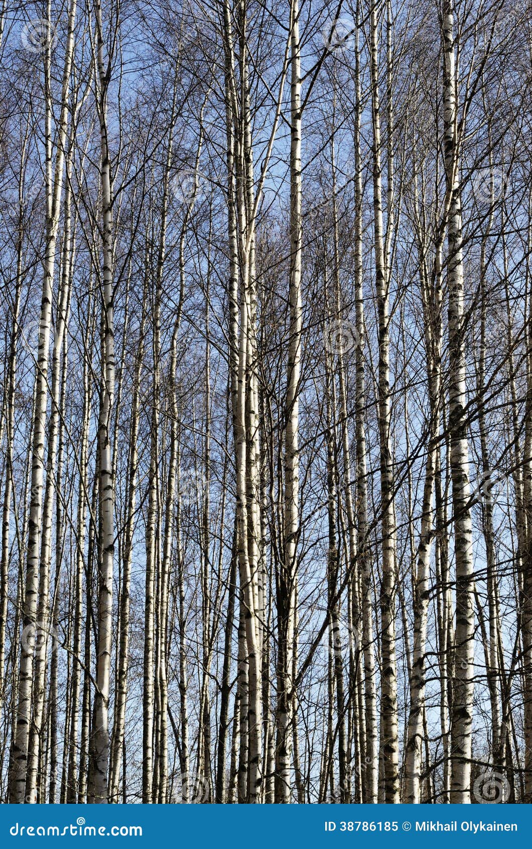 Trunks of Birch Trees in Spring Grove Stock Image - Image of trees ...