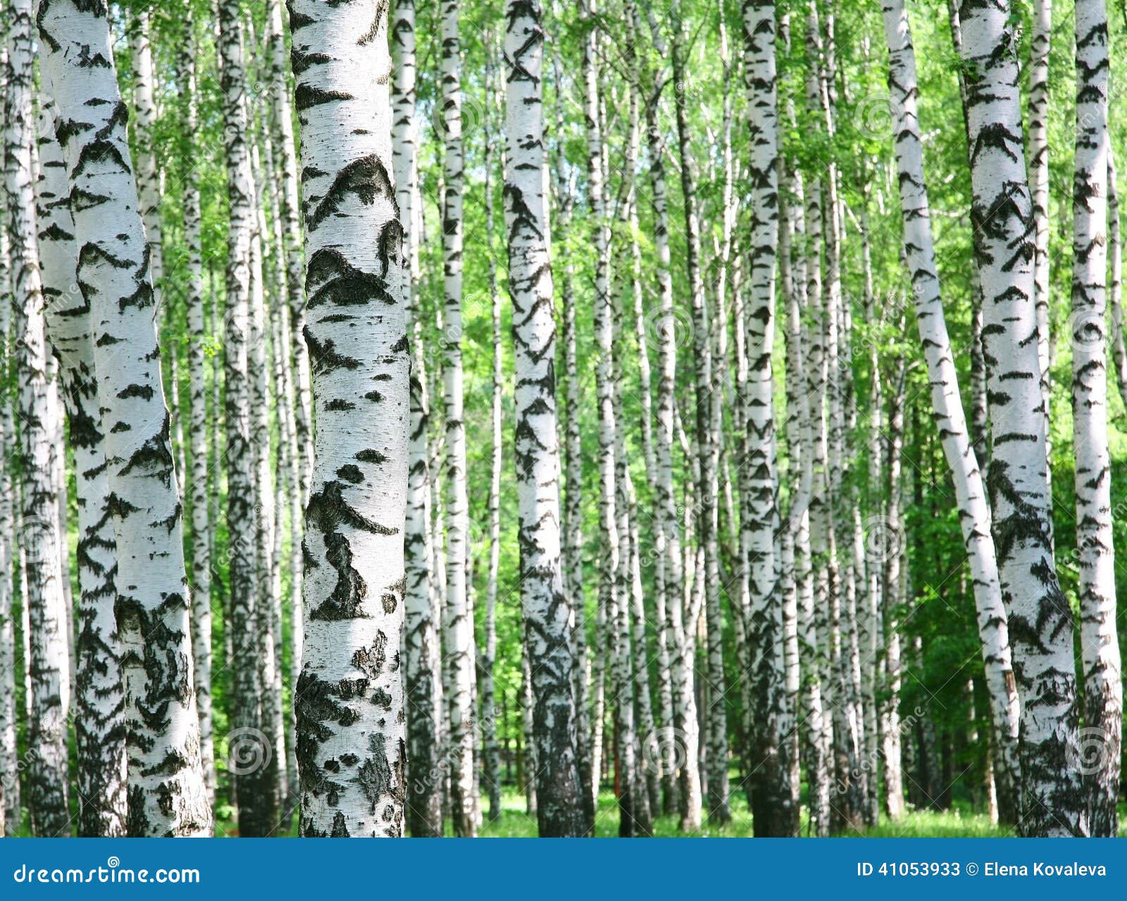 Trunks of Birch Trees in Spring Stock Image - Image of branch, trunk ...