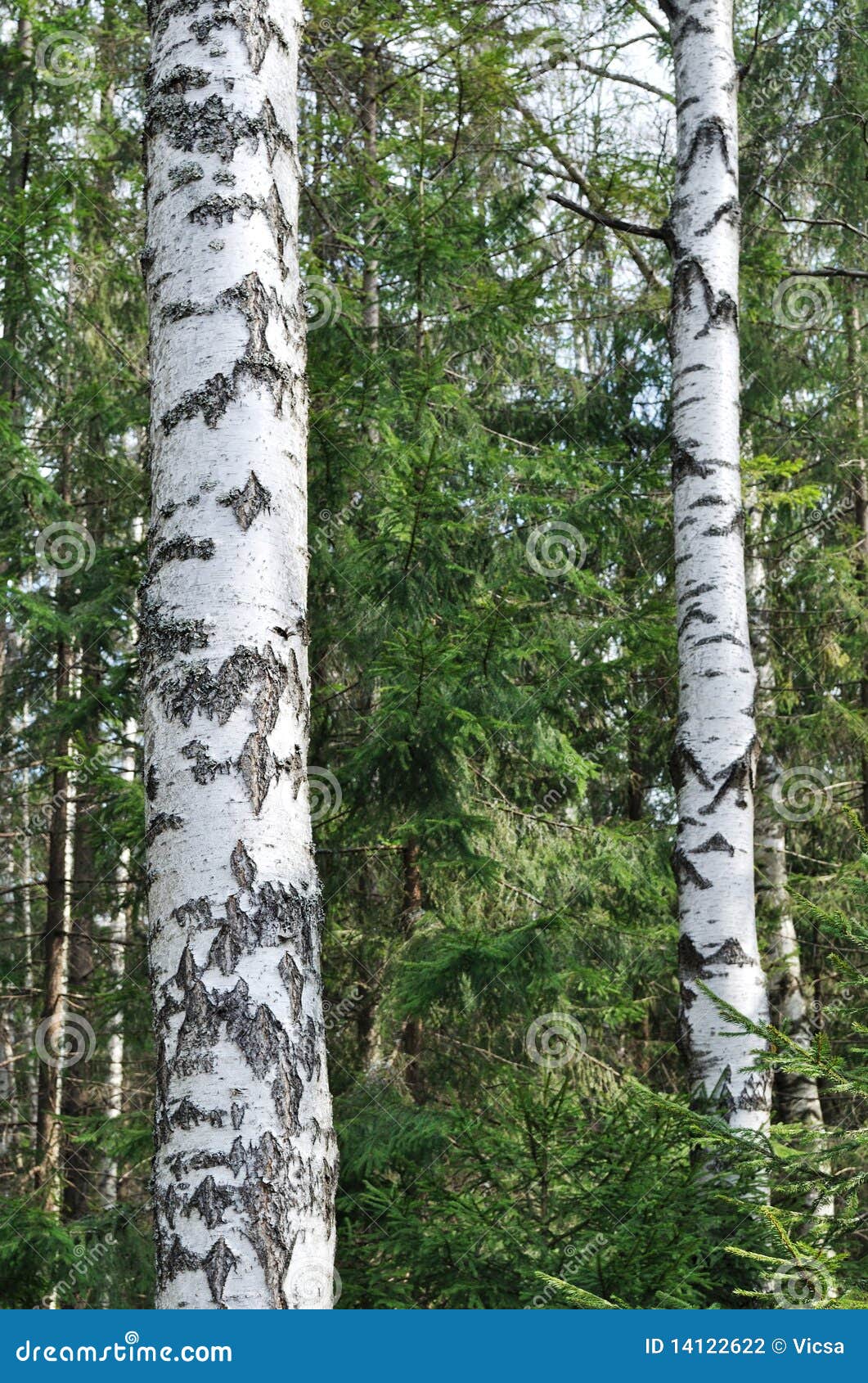Trunks of Birch Trees in Spring Time Stock Photo - Image of twig ...