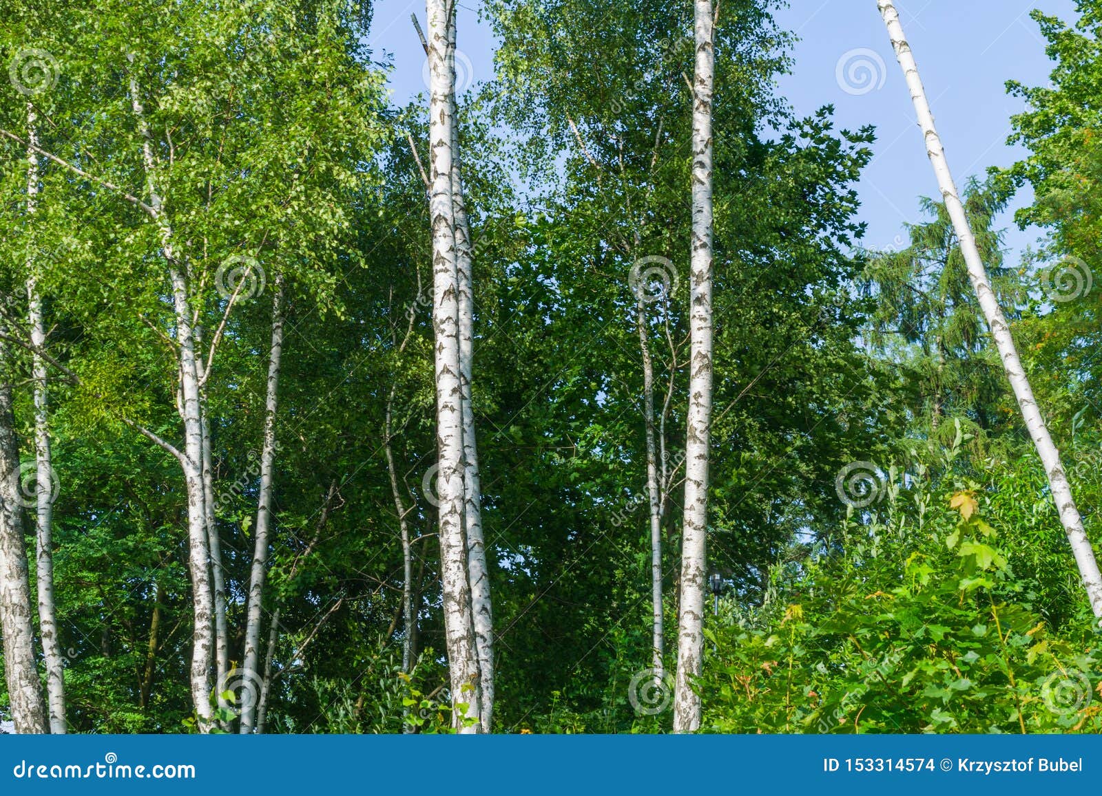 Trunks of Birch Trees in Summer Stock Photo - Image of lush, plant ...