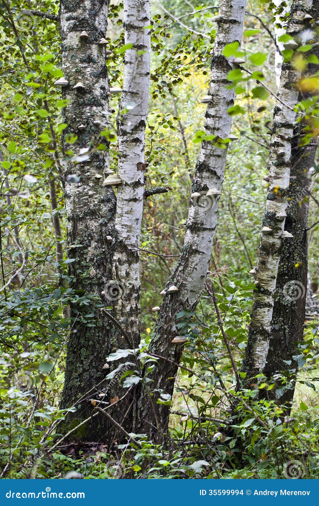 Trunks of birch trees stock photo. Image of forest, birch - 35599994