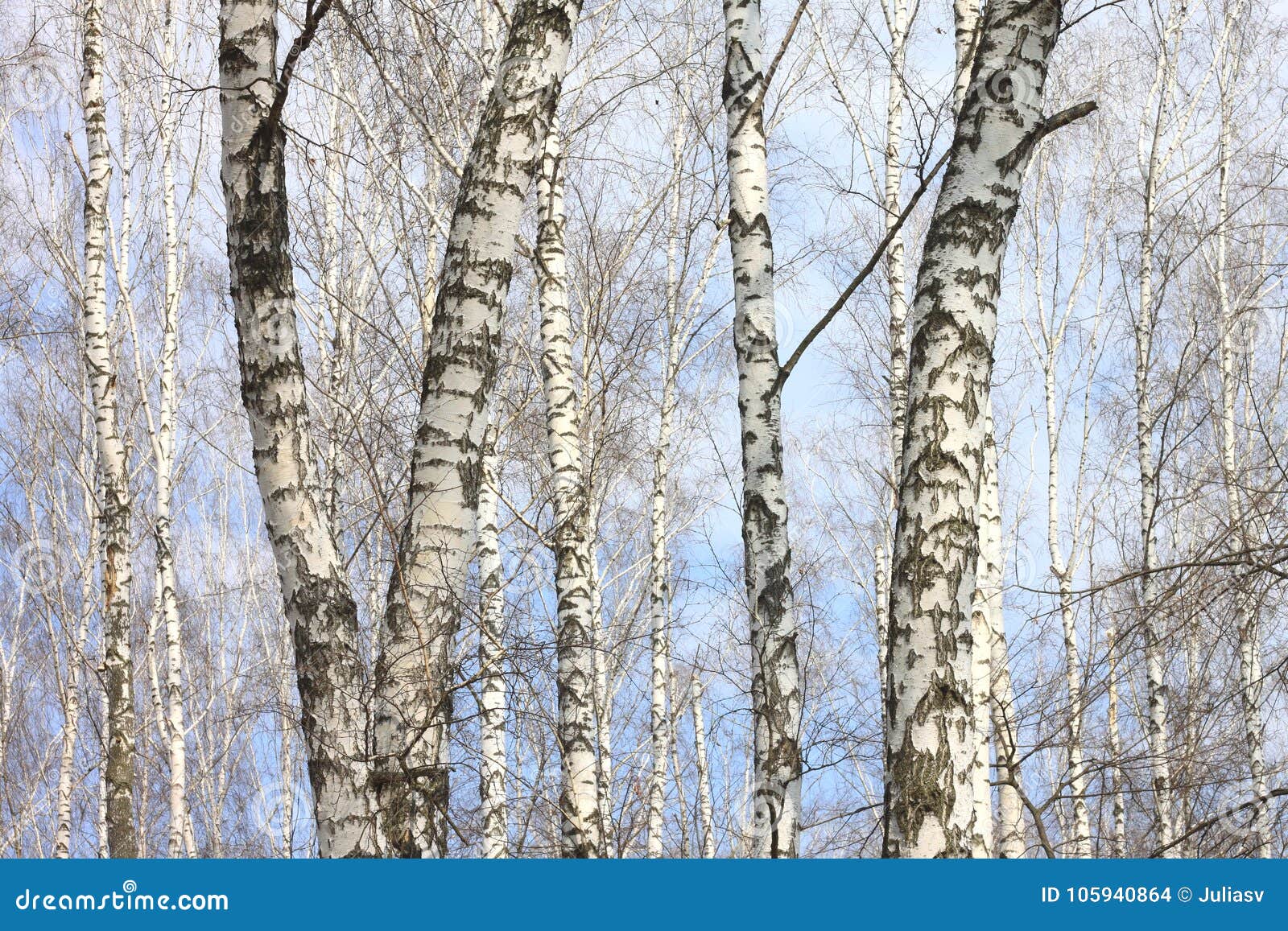 Trunks of birch trees stock photo. Image of outdoors - 105940864