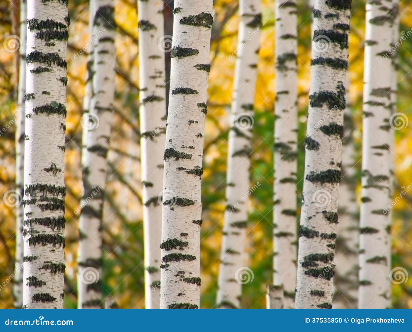 Trunks of birchwood stock photo. Image of colors, group - 37535850
