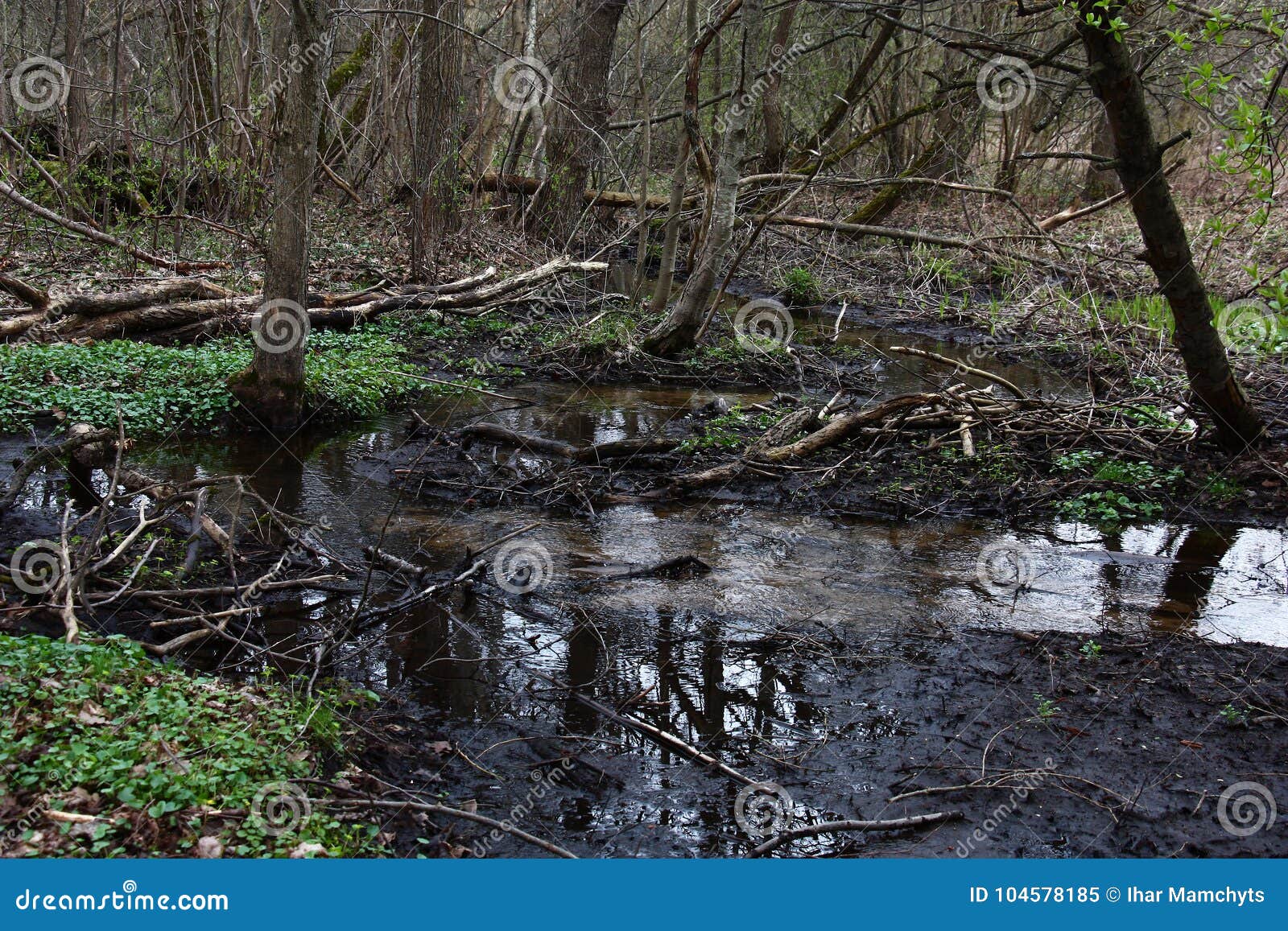 Spring stream. stock image. Image of marsh, bird, flows - 104578185
