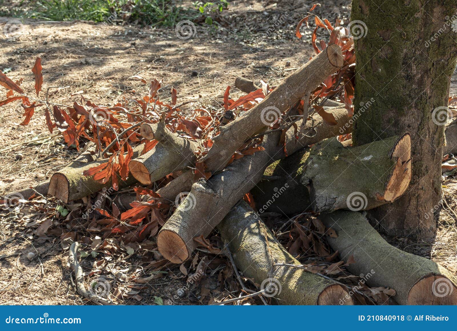 Trunks and Branches on the Ground after Pruning the Macadamia Tree ...