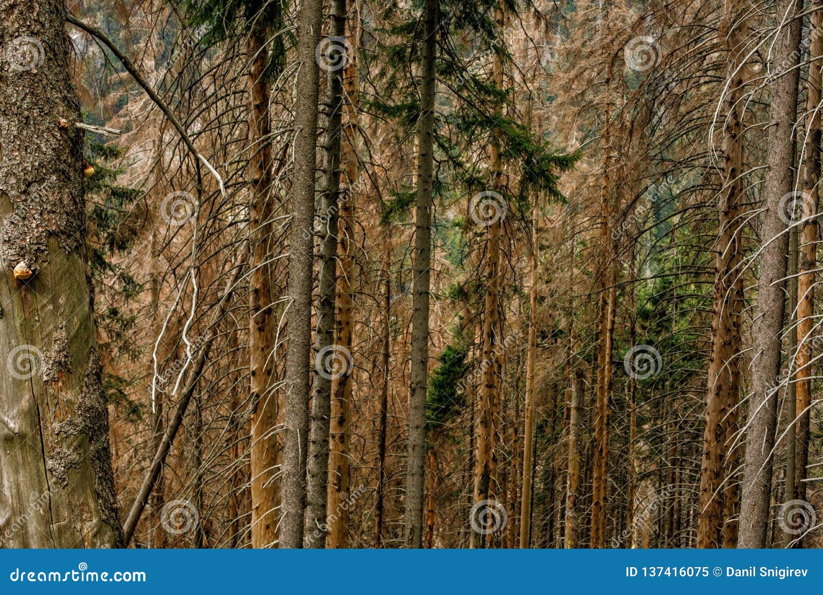 Trunks and Branches of Trees in Dense Coniferous Forest, Dried Up Dry ...
