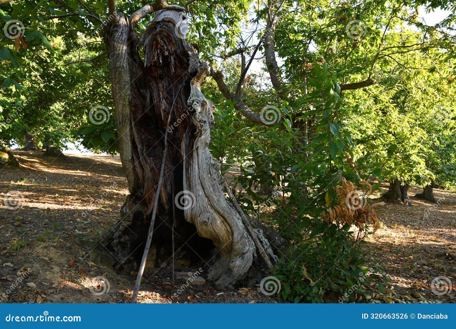 Trunks of Centuries-old Chestnut Trees Probably Struck by Lightning in ...