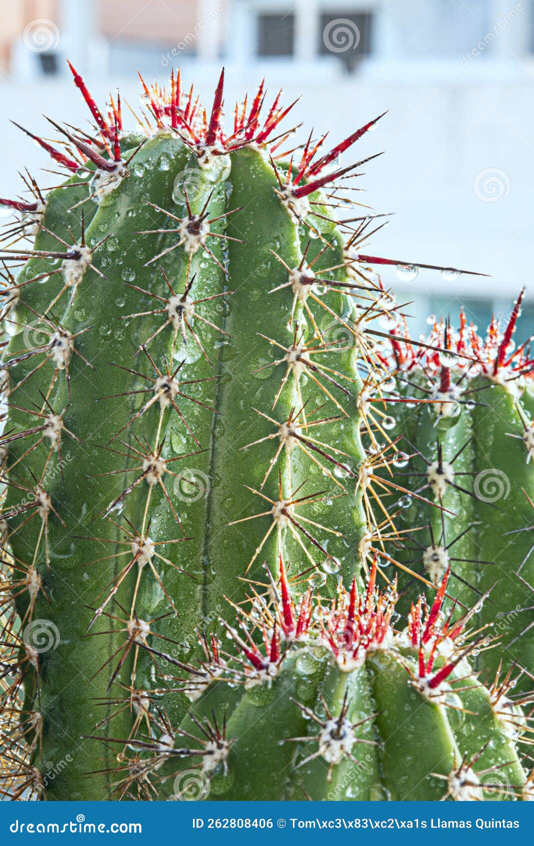 Trunks of Cereus Cactus with Red Young Sharp Tips and Many Raindrops on ...