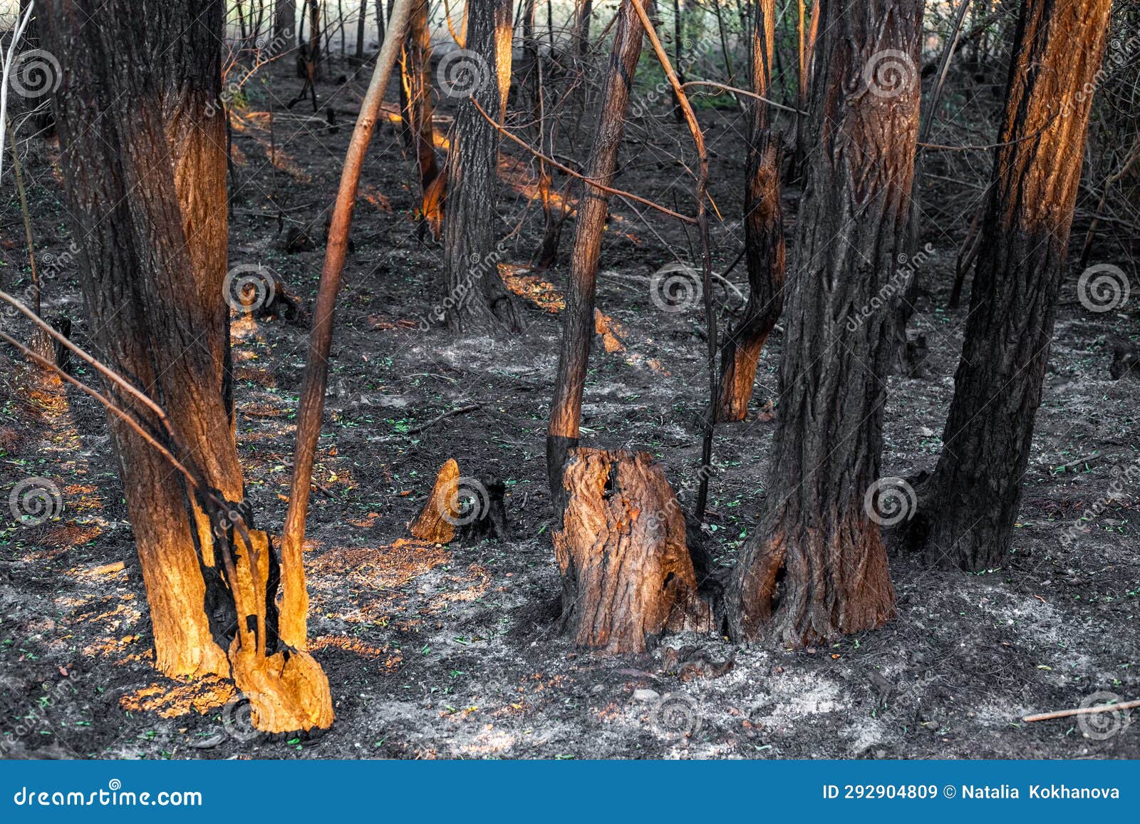 Trunks of Charred Trees and Ashes after a Large Fire in the Forest ...