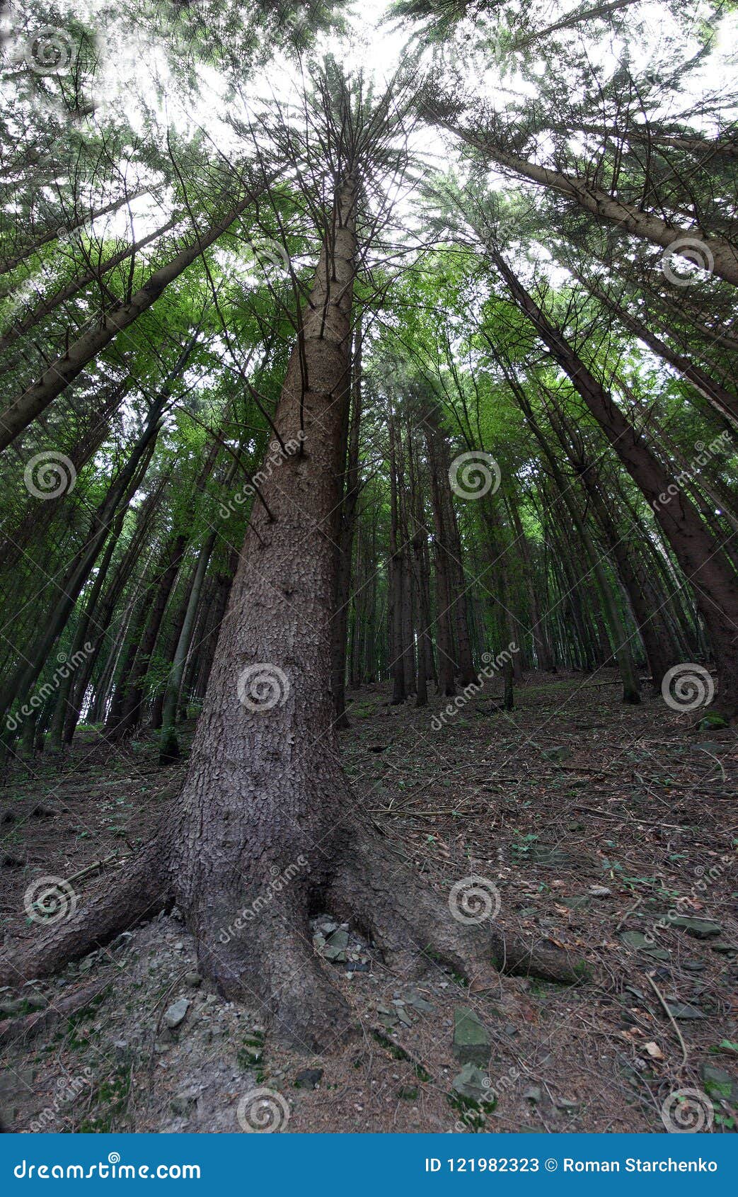 Trunks of Conifers Trees Side by Side in the Black Forest Stock Image ...