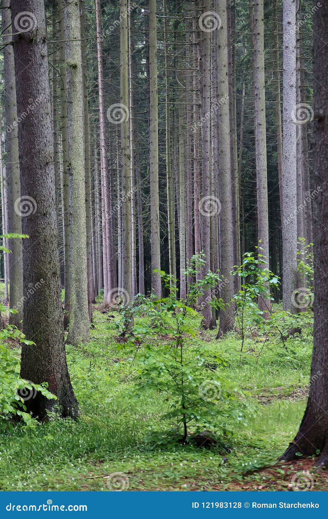 Trunks of Conifers Trees Side by Side in the Black Forest Stock Photo ...