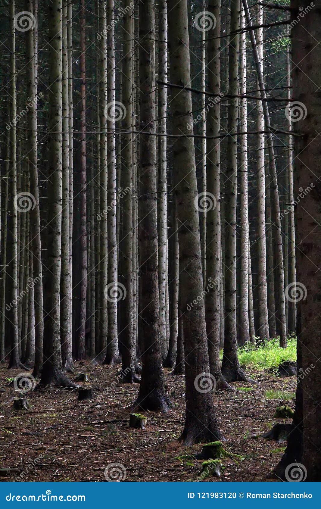 Trunks of Conifers Trees Side by Side in the Black Forest Stock Photo ...