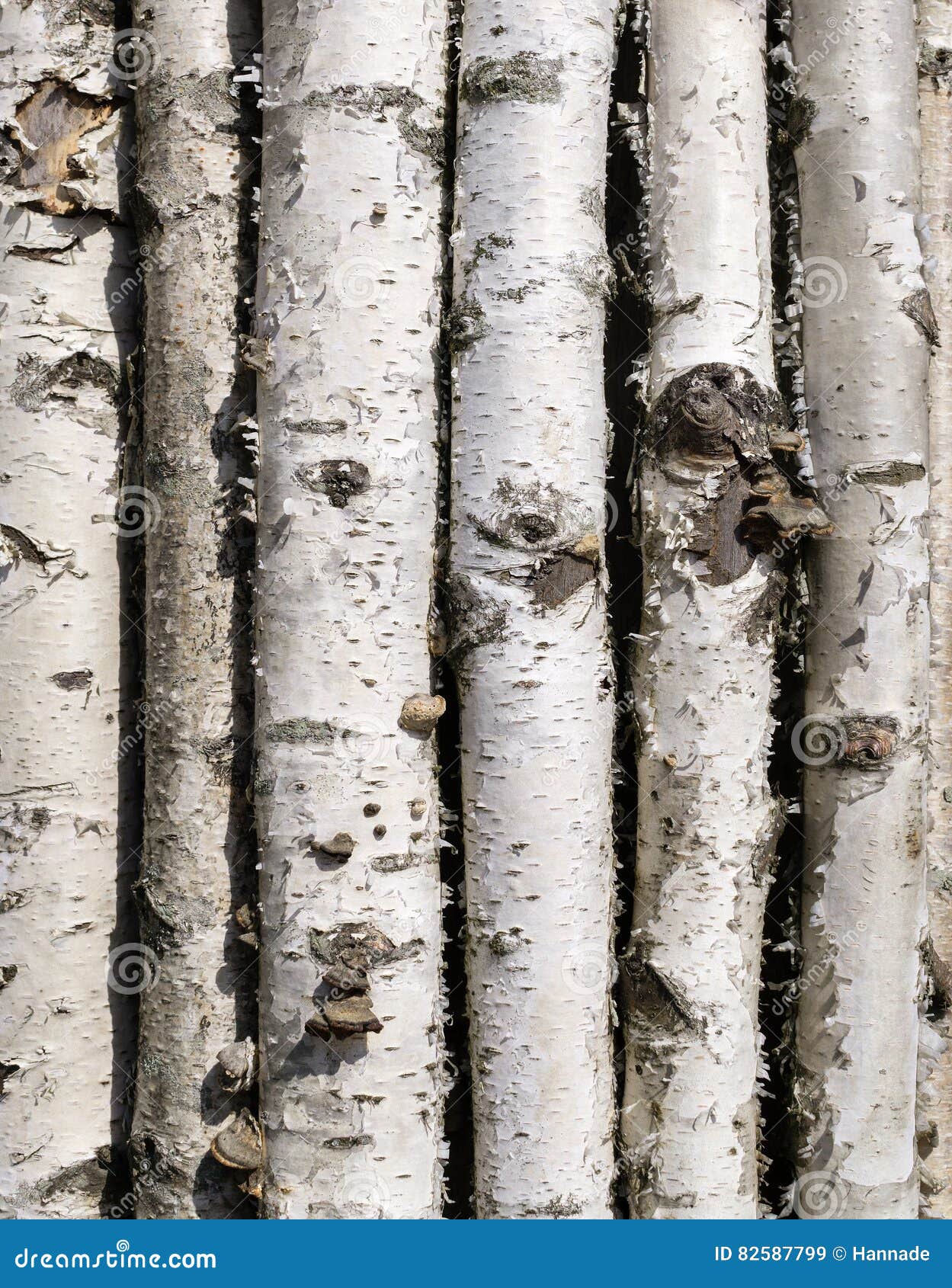 Trunks of dead birch stock image. Image of timber, dead - 82587799