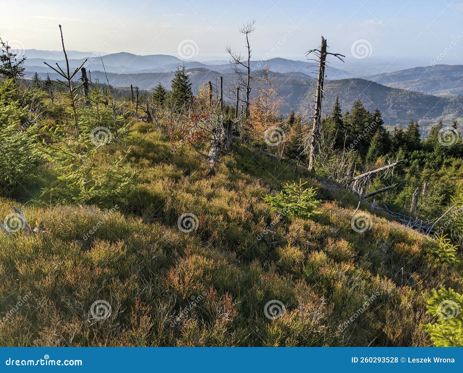 Trunks of a Dead Tree with a View of Mountains in Fall Stock Photo ...