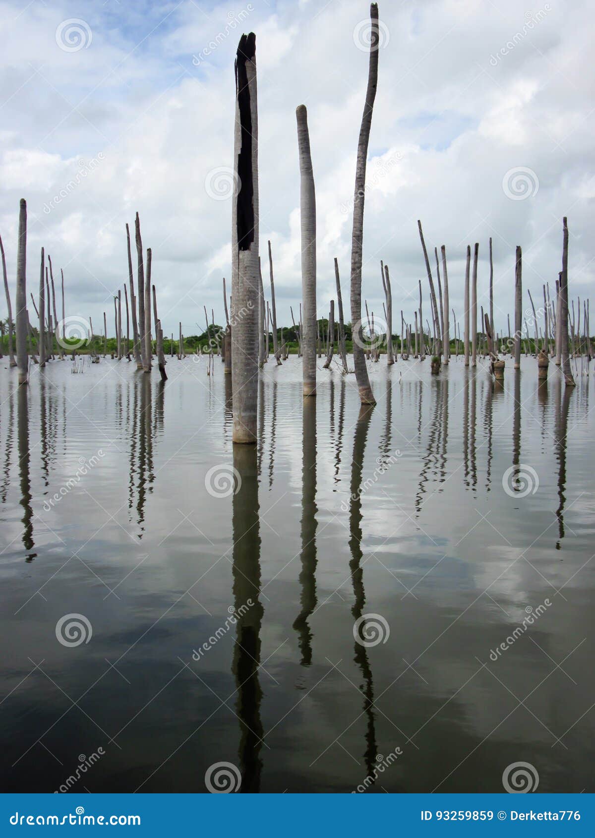 The Trunks of Dead Trees Submerged in Water. Stock Image - Image of ...