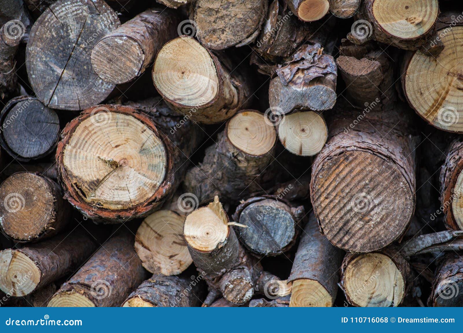 Cut and disordered trunks stock photo. Image of skin - 110716068