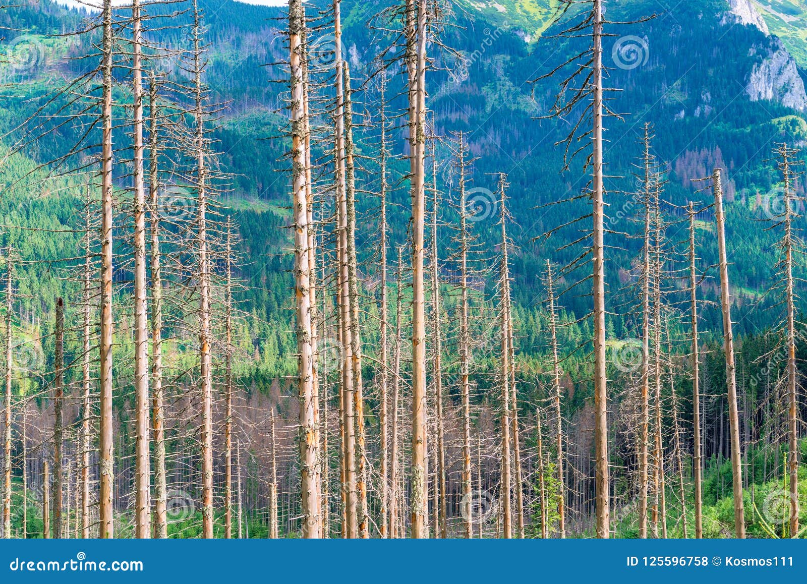 Trunks of Dry Pine Trees Against the Backdrop of Mountains Stock Photo ...