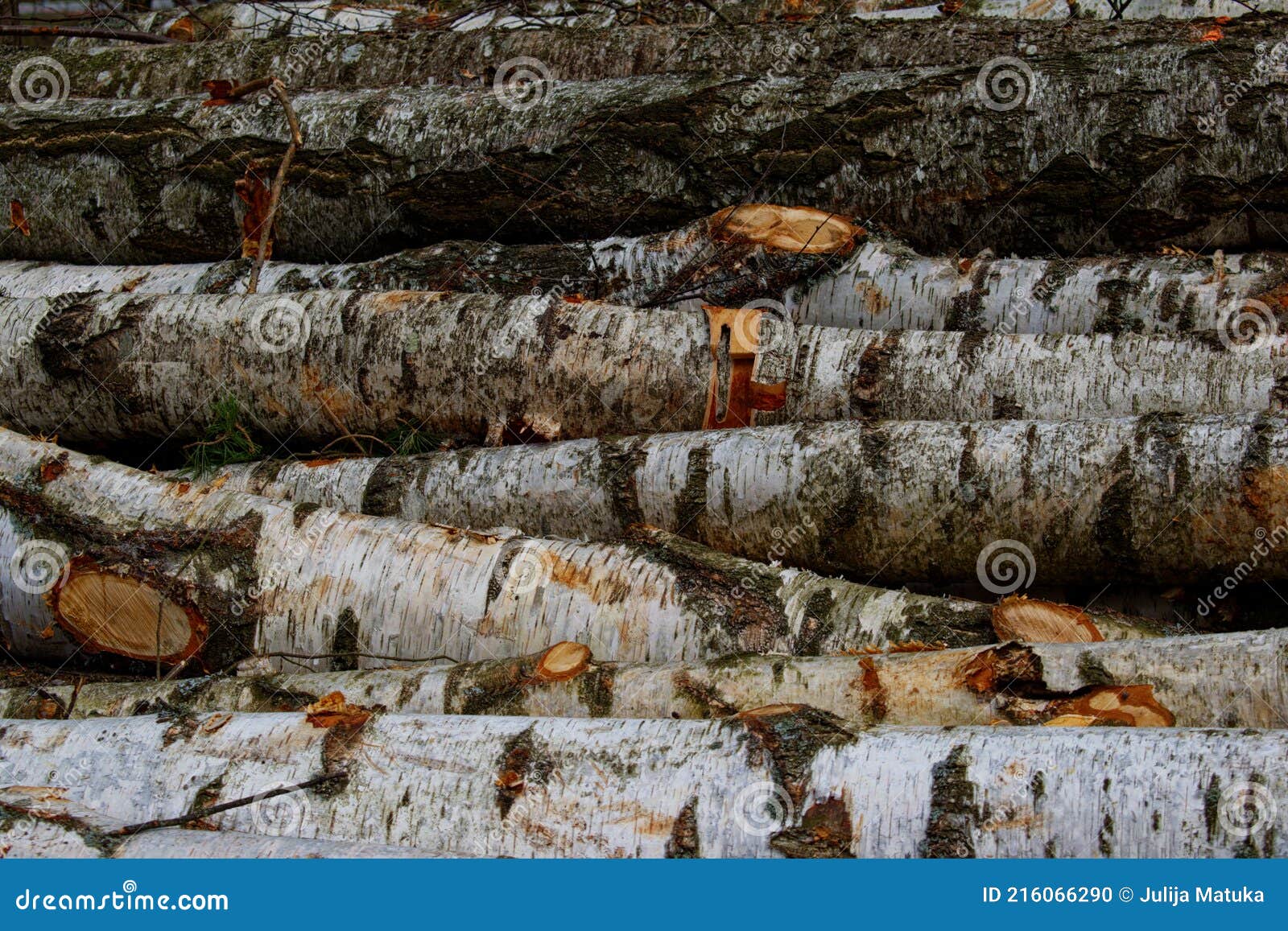 Trunks of Felled Birch Trees Piled in a Heap. the Concept of Cutting ...