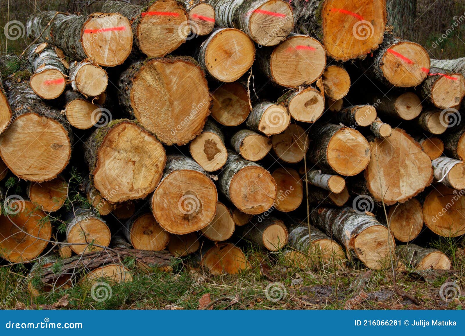 Trunks Of Felled Birch Trees Piled In A Heap. A Slice Is Visible. The ...