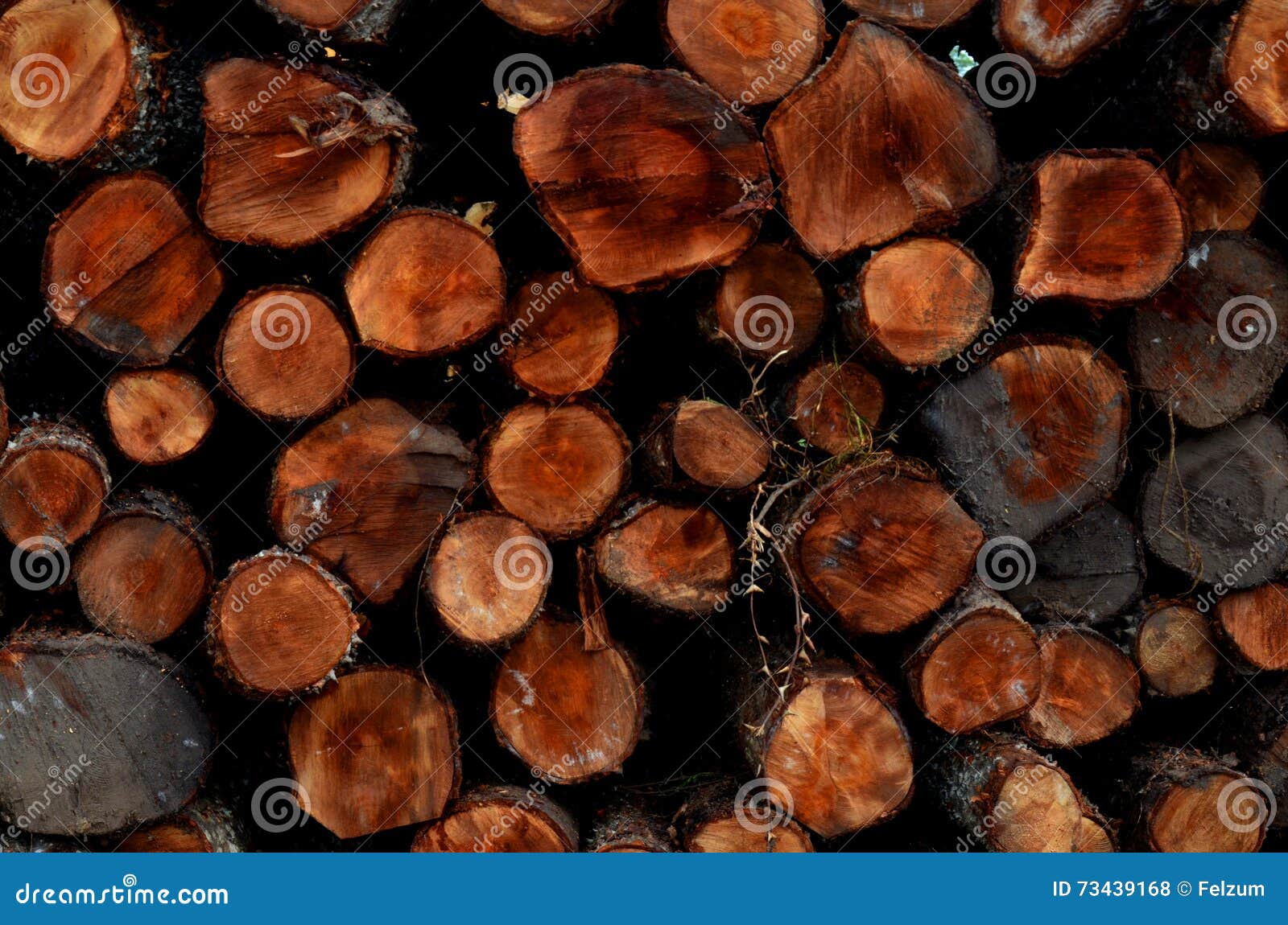 Trunks stock photo. Image of produces, pulp, tree, trunks - 73439168