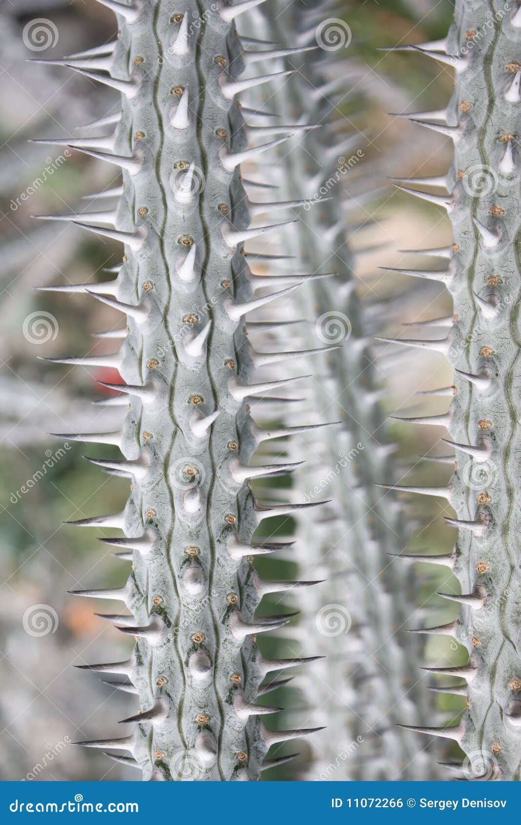 Trunks gray cactus stock photo. Image of mexico, succulent - 11072266