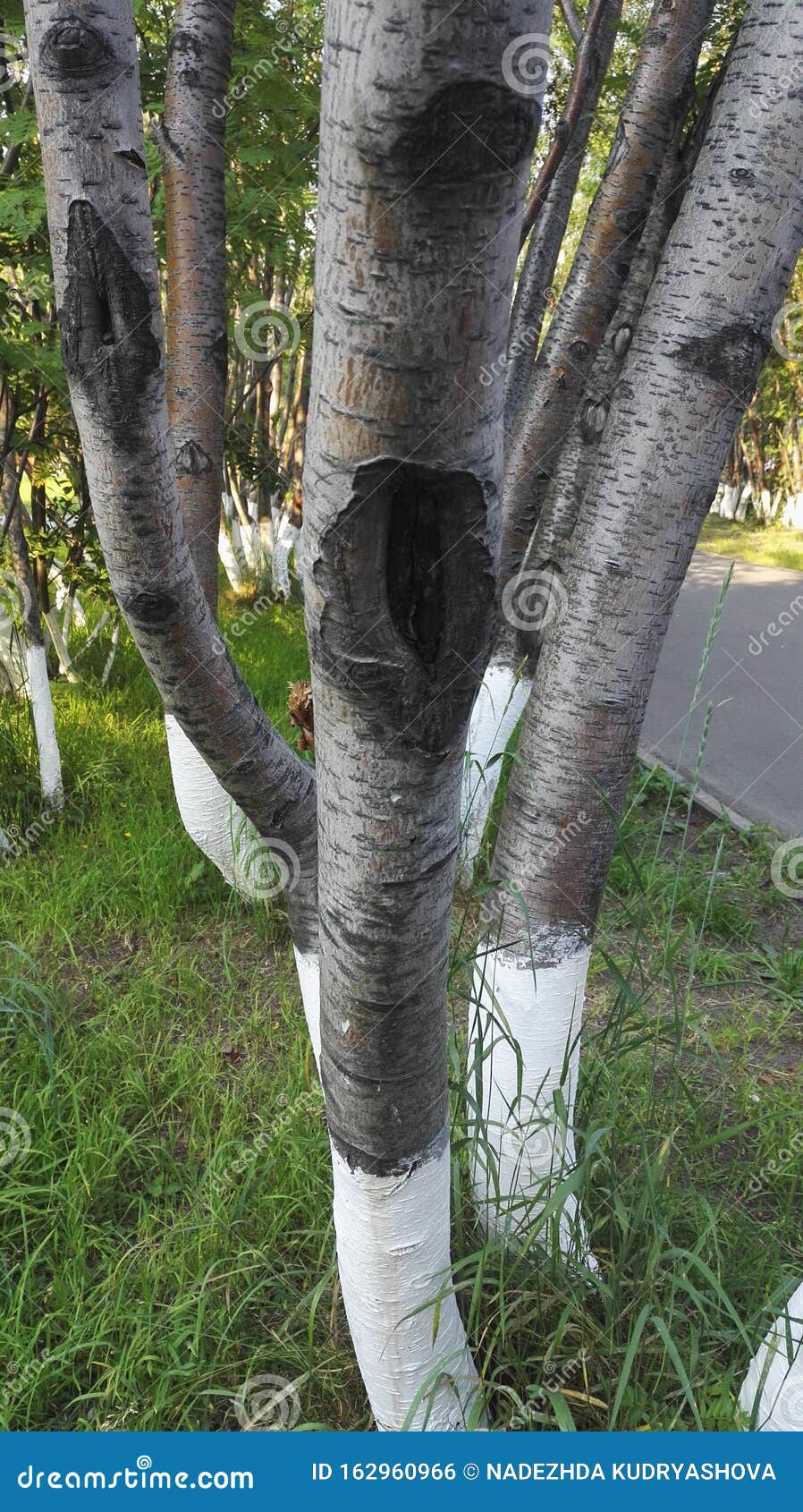Trunks of Gray Trees Top View Stock Photo - Image of view, gray: 162960966