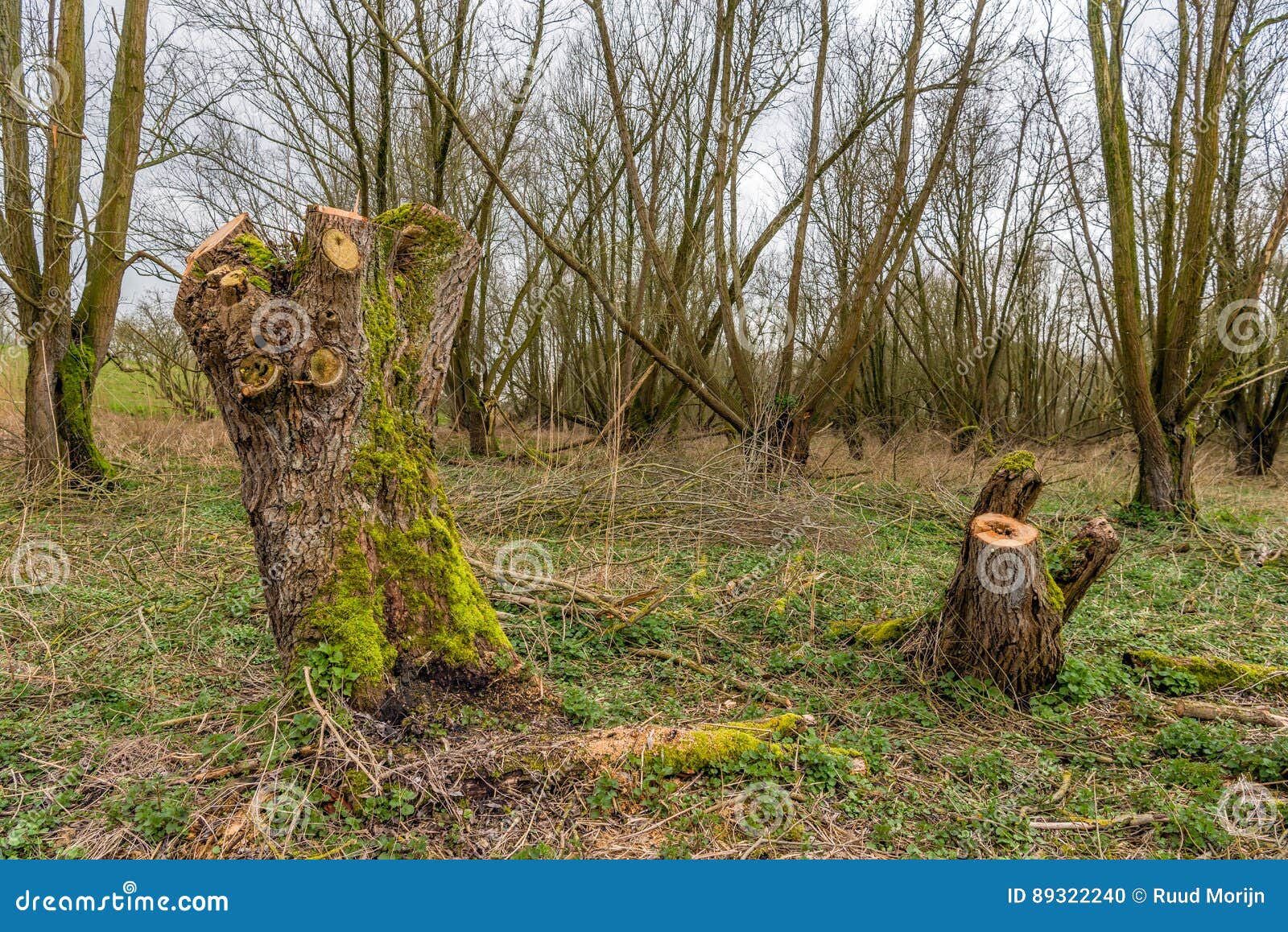 Trunks of Just Pruned Willow Trees Overgrown with Green Moss Stock ...