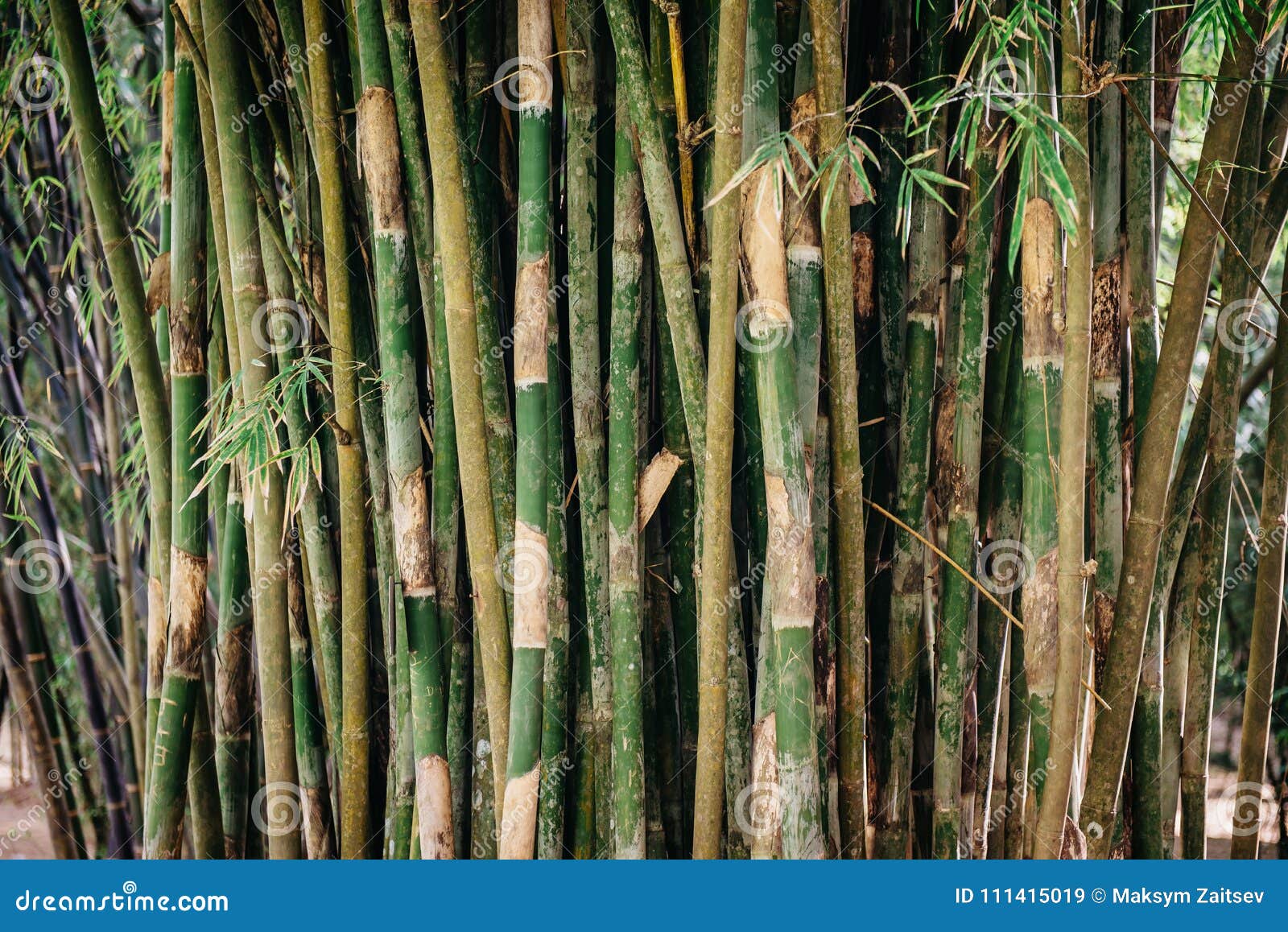 Trunks and Leaves of Bamboo, Texture Background Stock Image - Image of ...