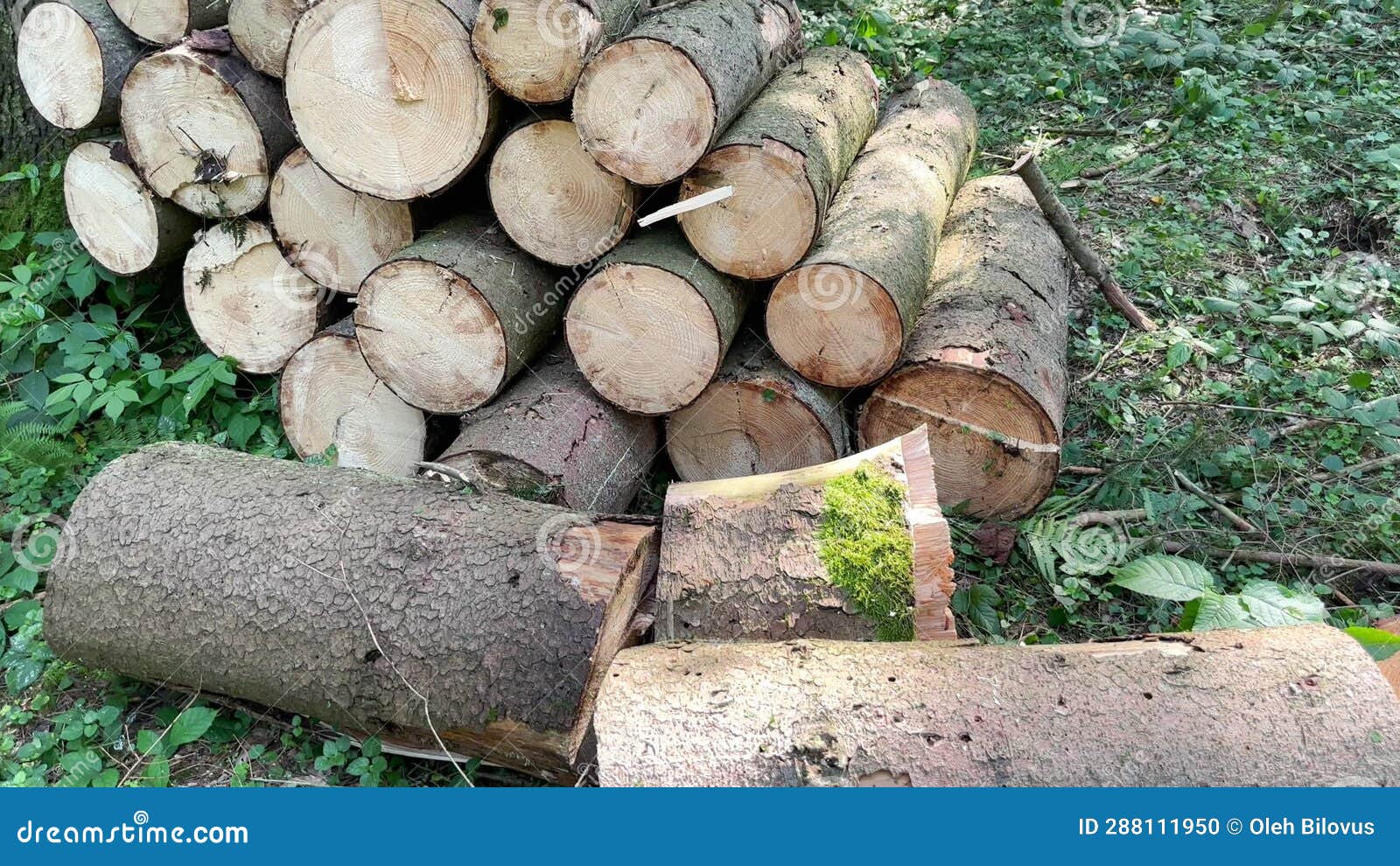 Cut Logs of Wood Lie on Top of Each Other Stock Footage - Video of wood ...