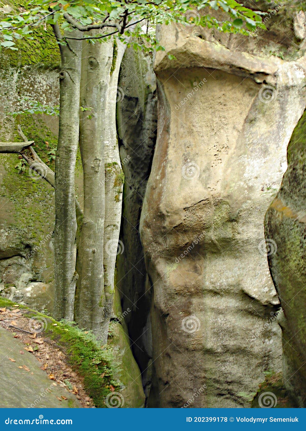 Trunks of Maple Trees on the Background of Rocks with Greenery Stock ...