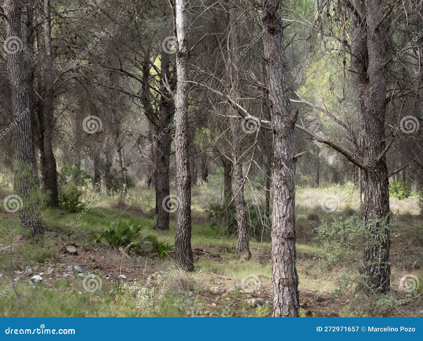 Plant Surviving Forest Fire Stock Photos - Free & Royalty-Free Stock ...