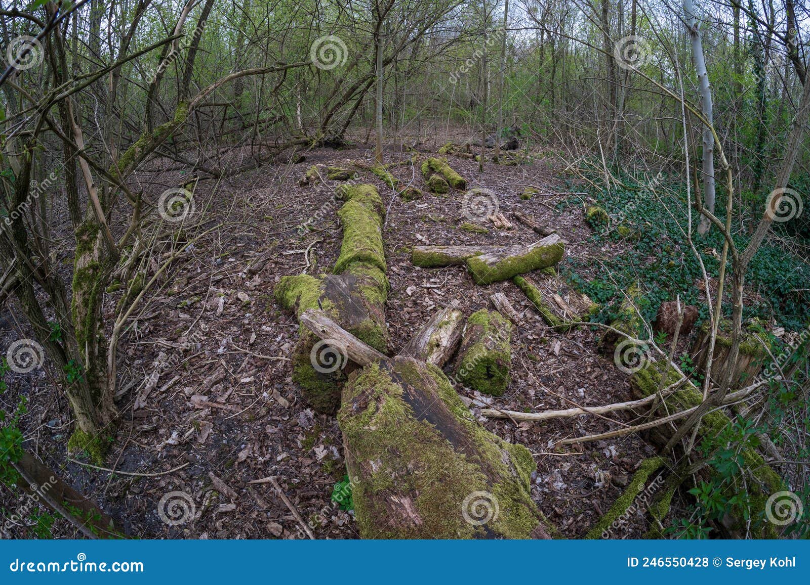 Trunks of old fallen trees stock photo. Image of branch - 246550428