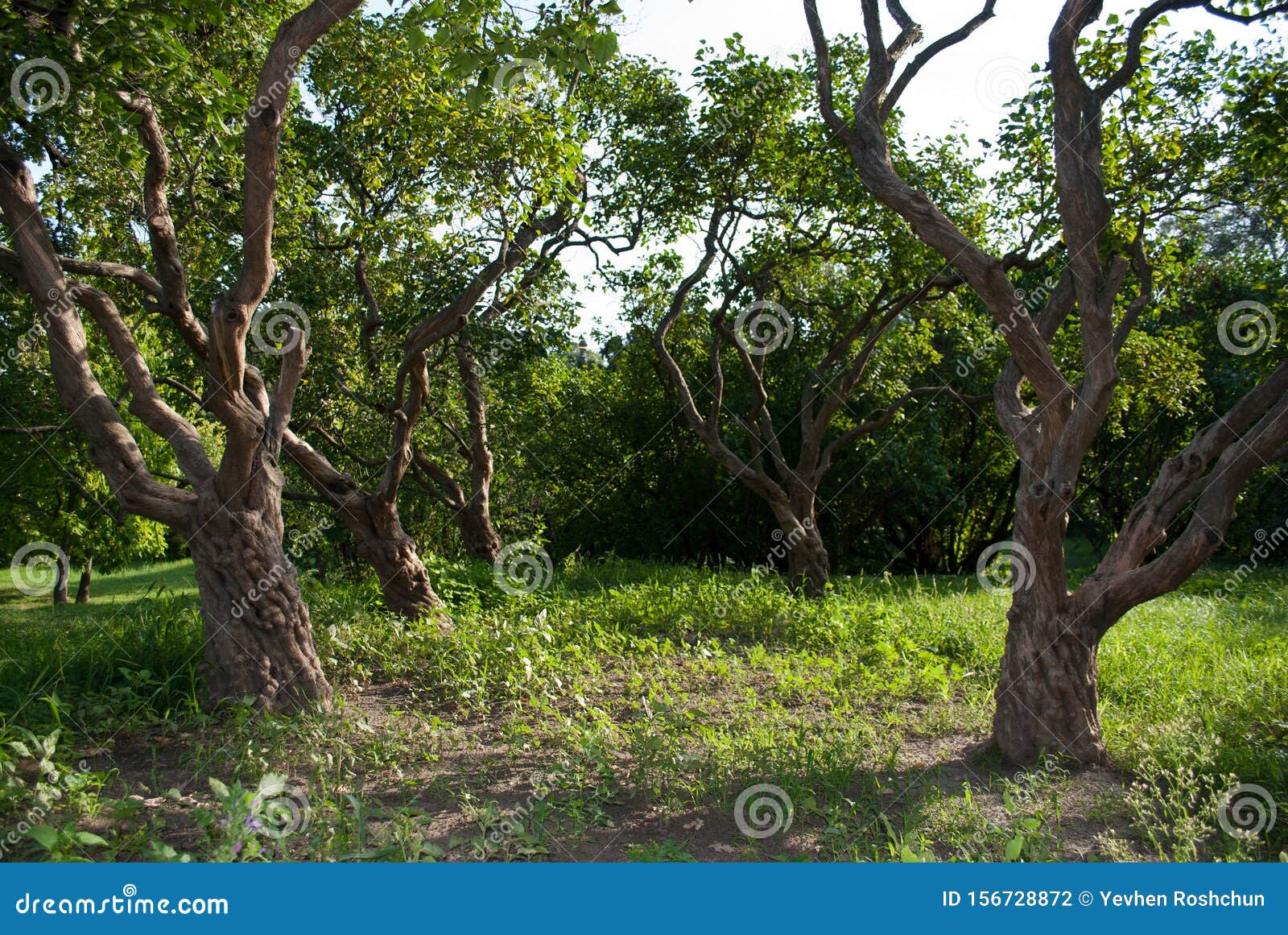 Trunks of Old Lilac Trees in the Park Stock Photo - Image of nature ...
