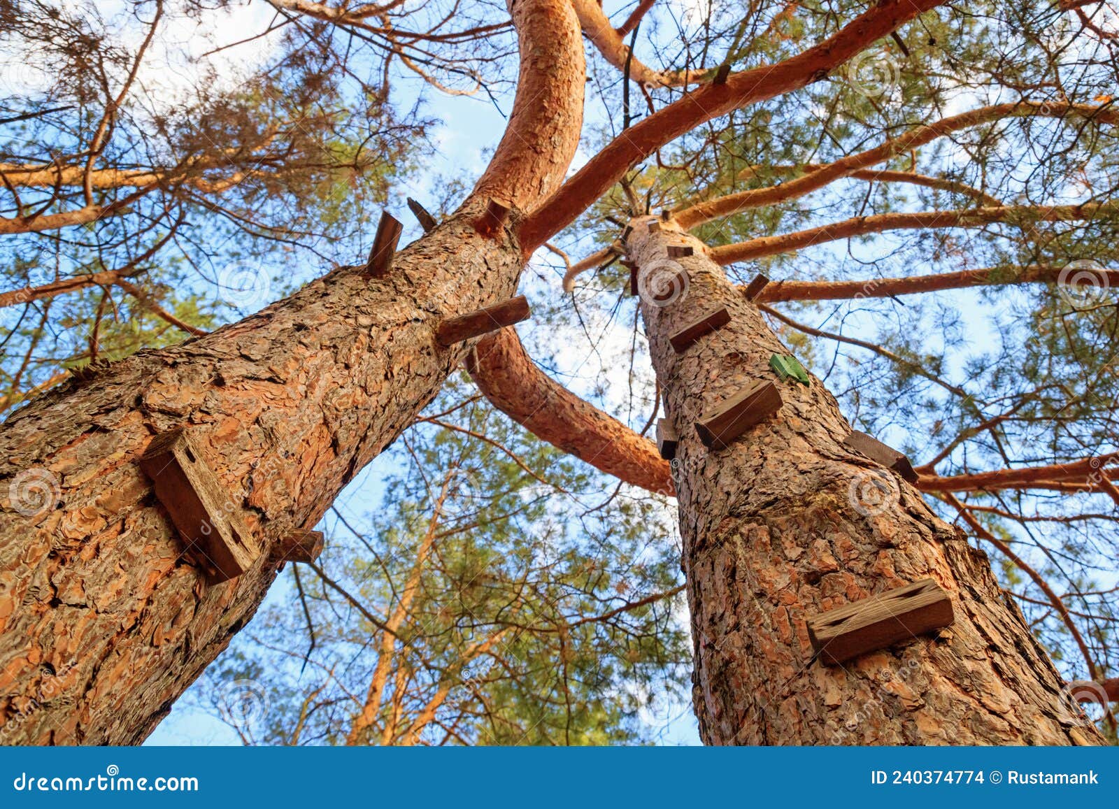 Trunks of Pine Trees Adapted for a Climbing Wall Stock Photo - Image of ...