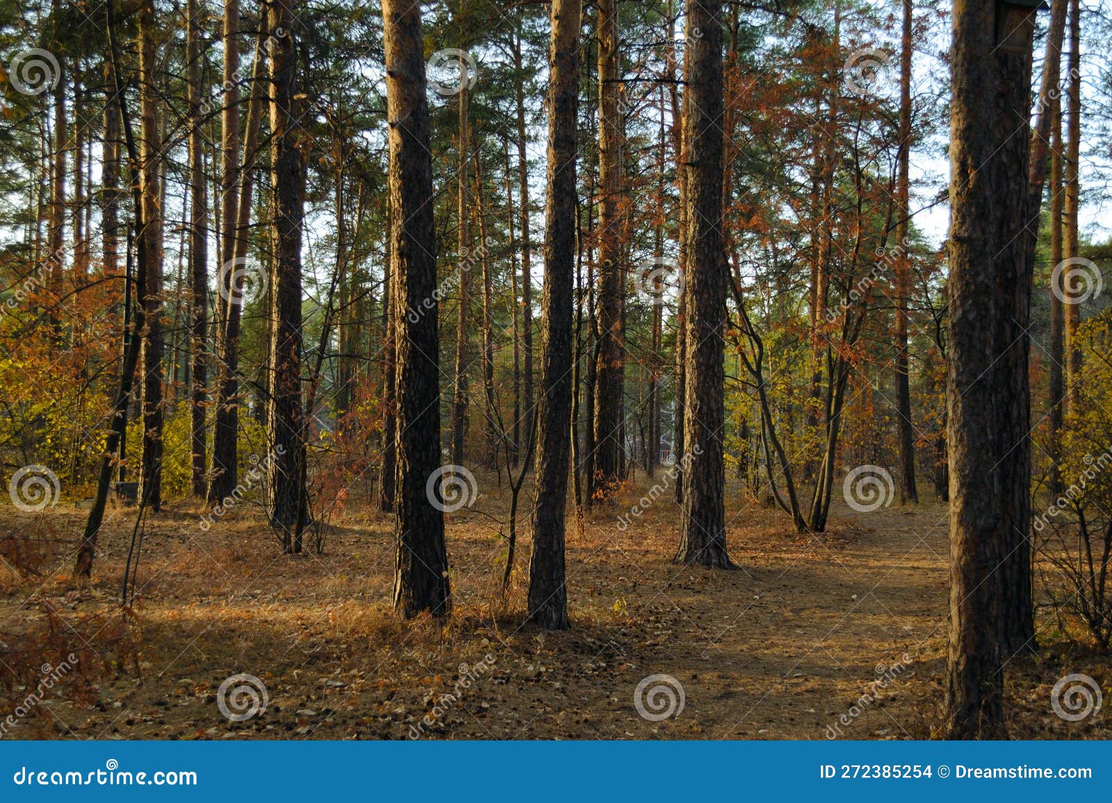 Trunks of Pine Trees in the Autumn Forest in the Light of the Evening ...
